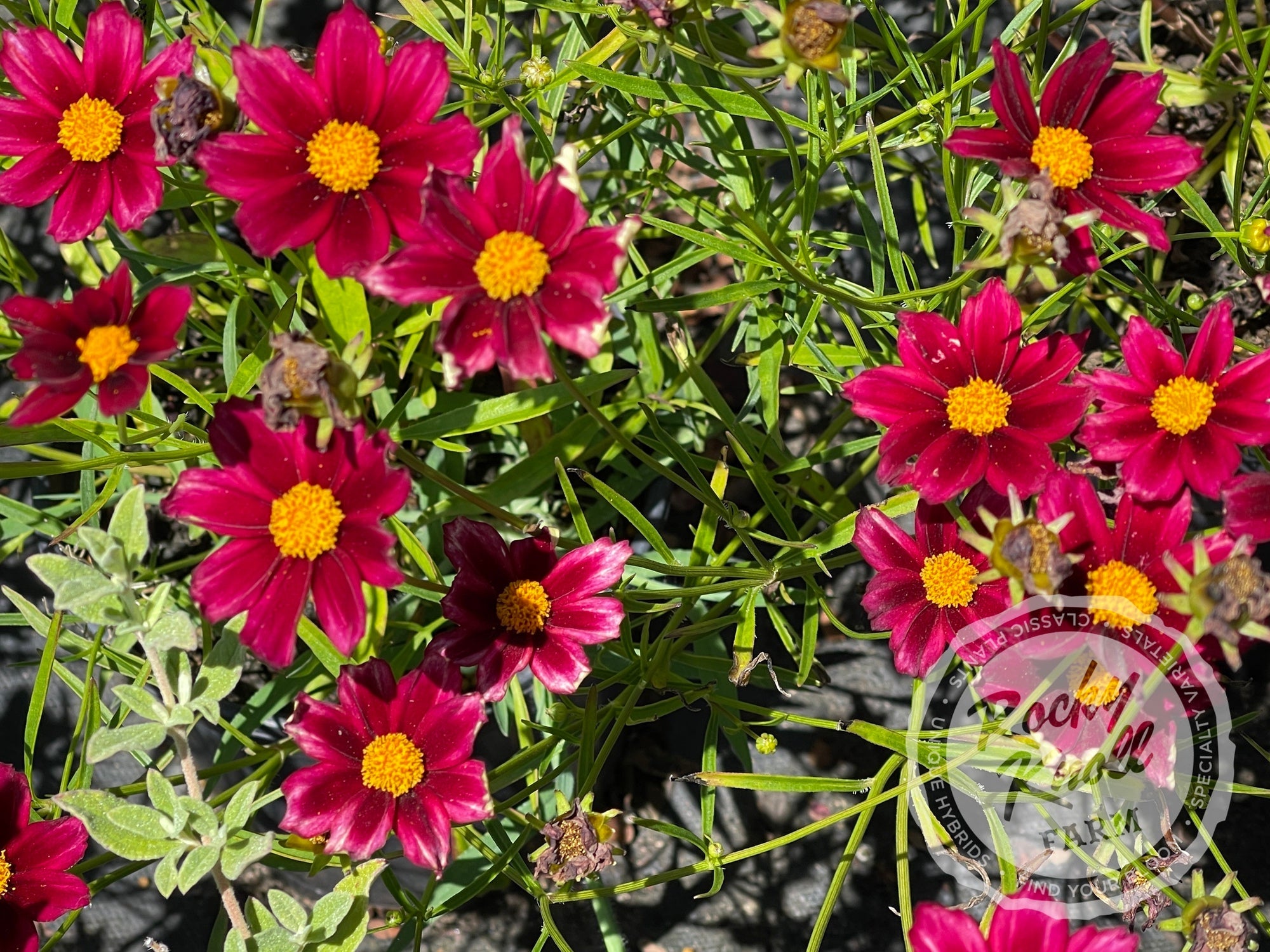 Coreopsis Big Bang Mercury Rising tickseed - Rocky Knoll Farm