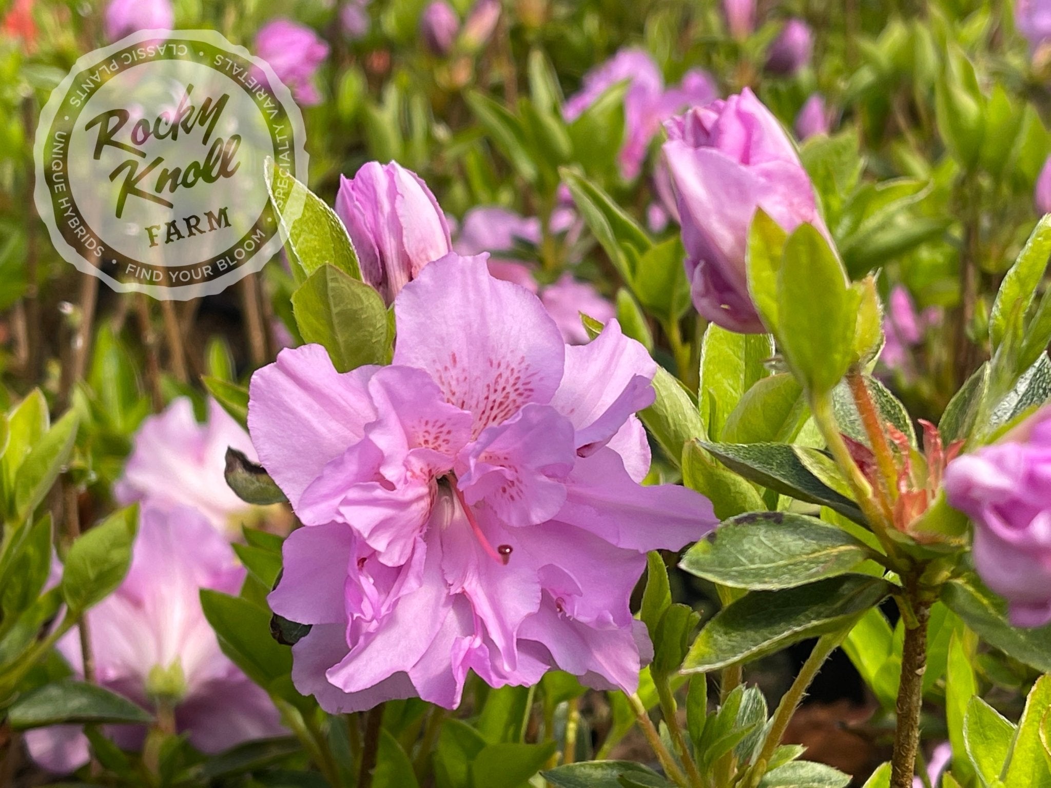 Elsie Lee - Rocky Knoll Farm
