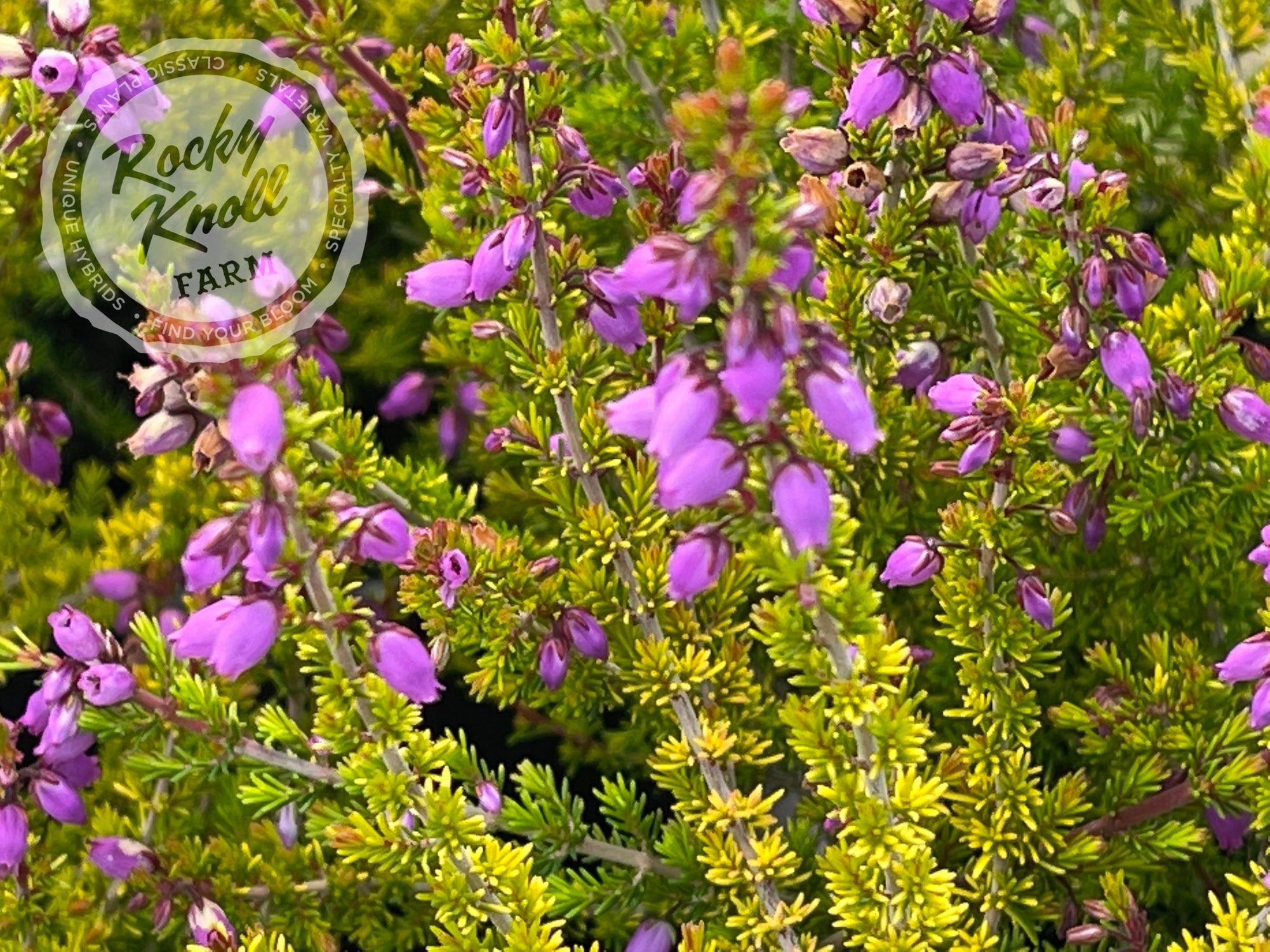 Erica cinerea Golden Hue Heath - Rocky Knoll Farm