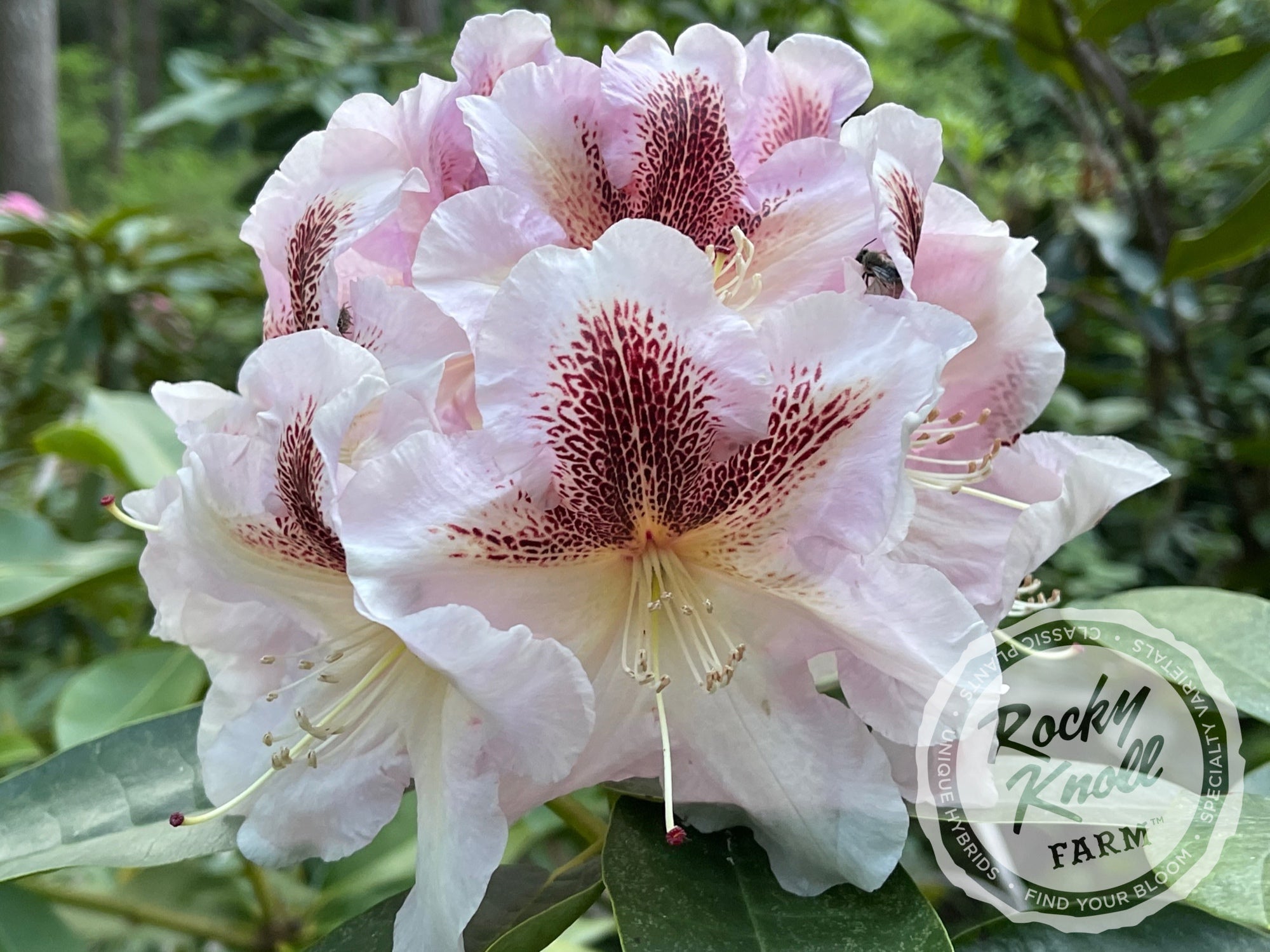 Extraordinaire - Rocky Knoll Farm