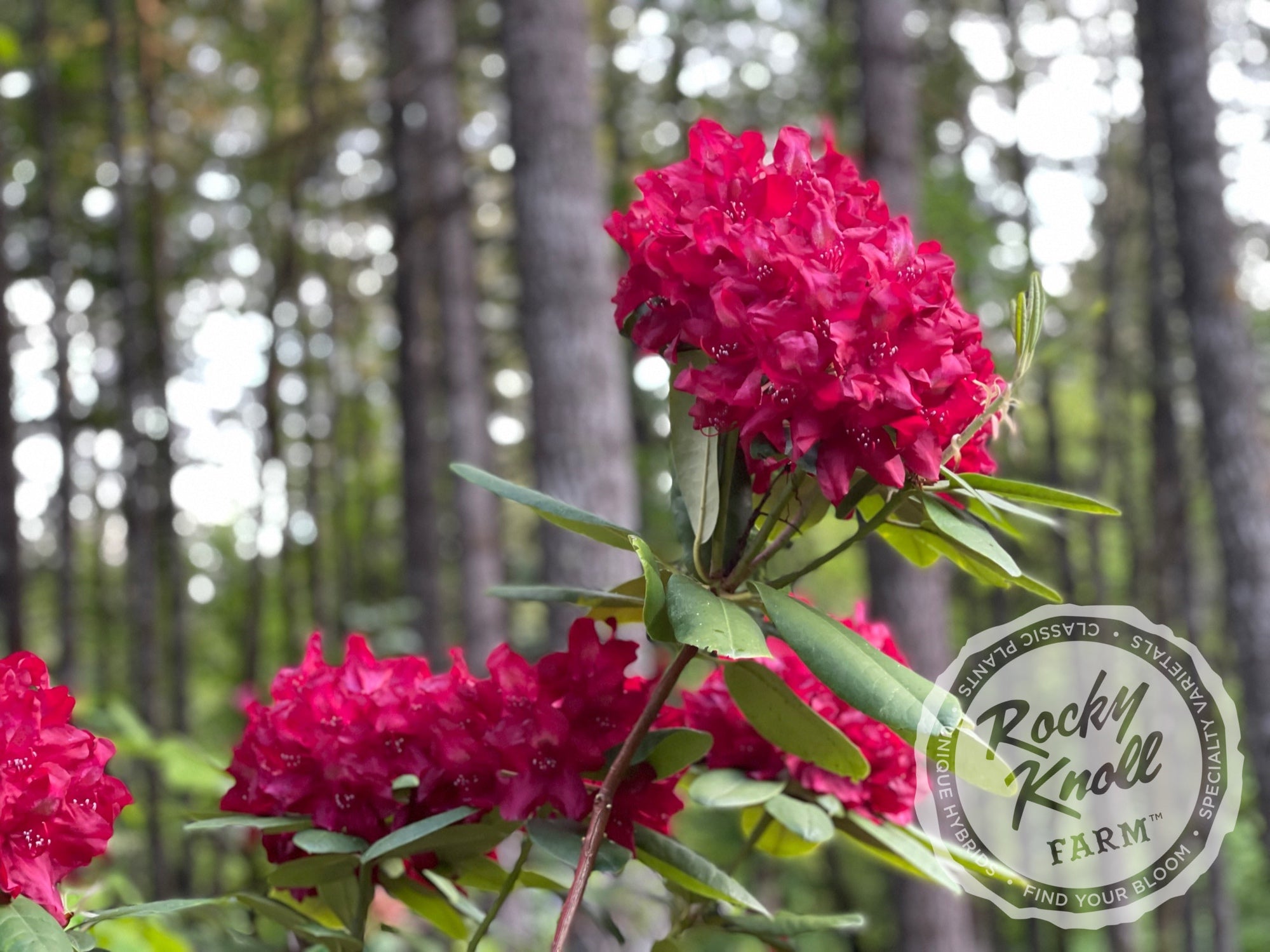 Francesca - Rocky Knoll Farm