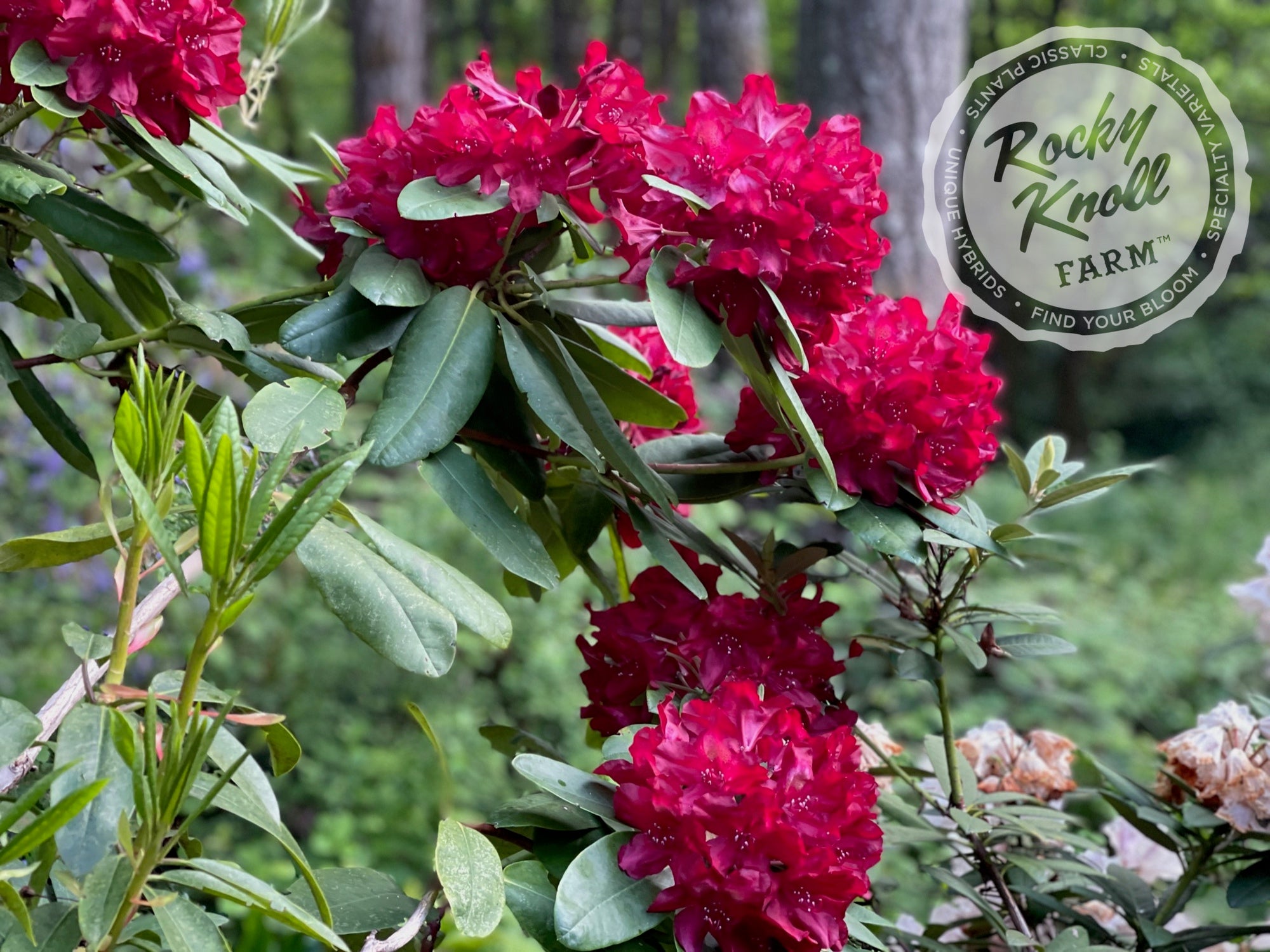 Francesca - Rocky Knoll Farm