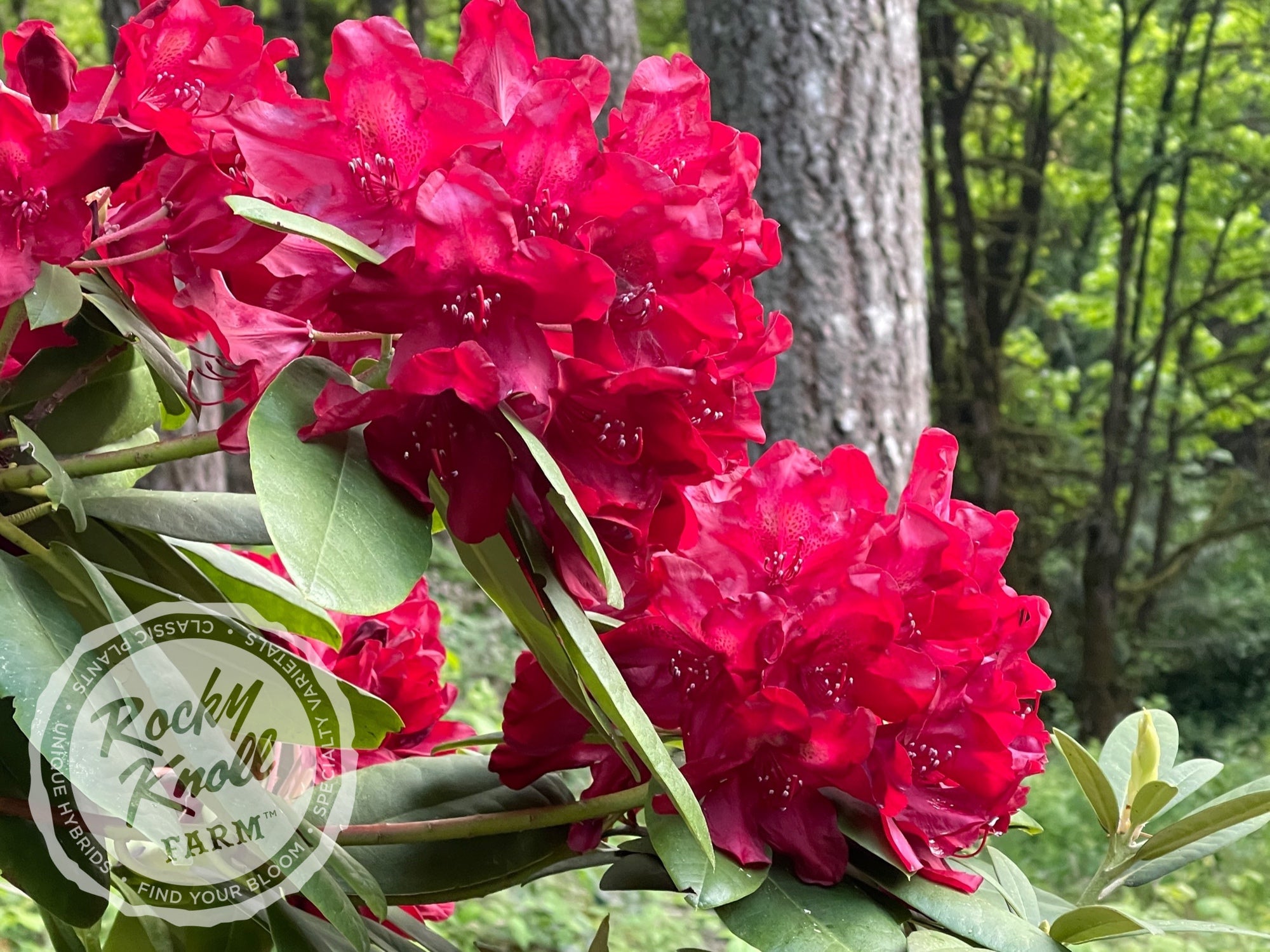 Francesca - Rocky Knoll Farm