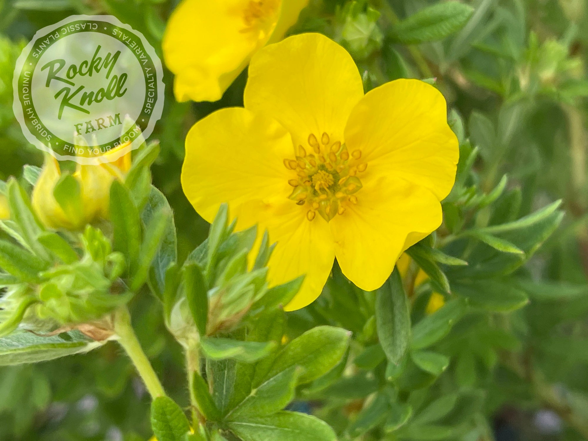 Gold Drop Potentilla (aka, Buttercup Shrub) - Rocky Knoll Farm
