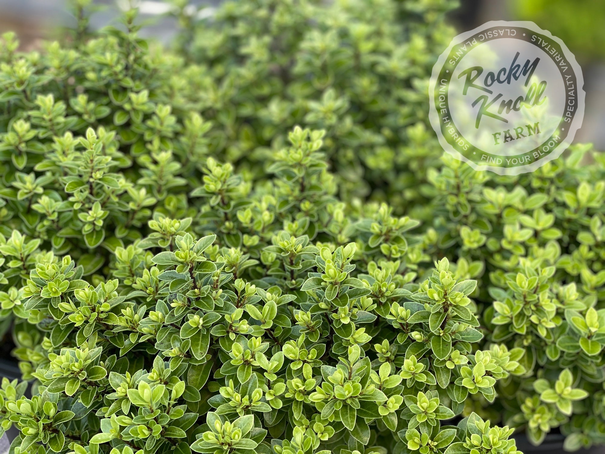 Golf Ball Kohuhu - Pittosporum tenuifolium - Rocky Knoll Farm