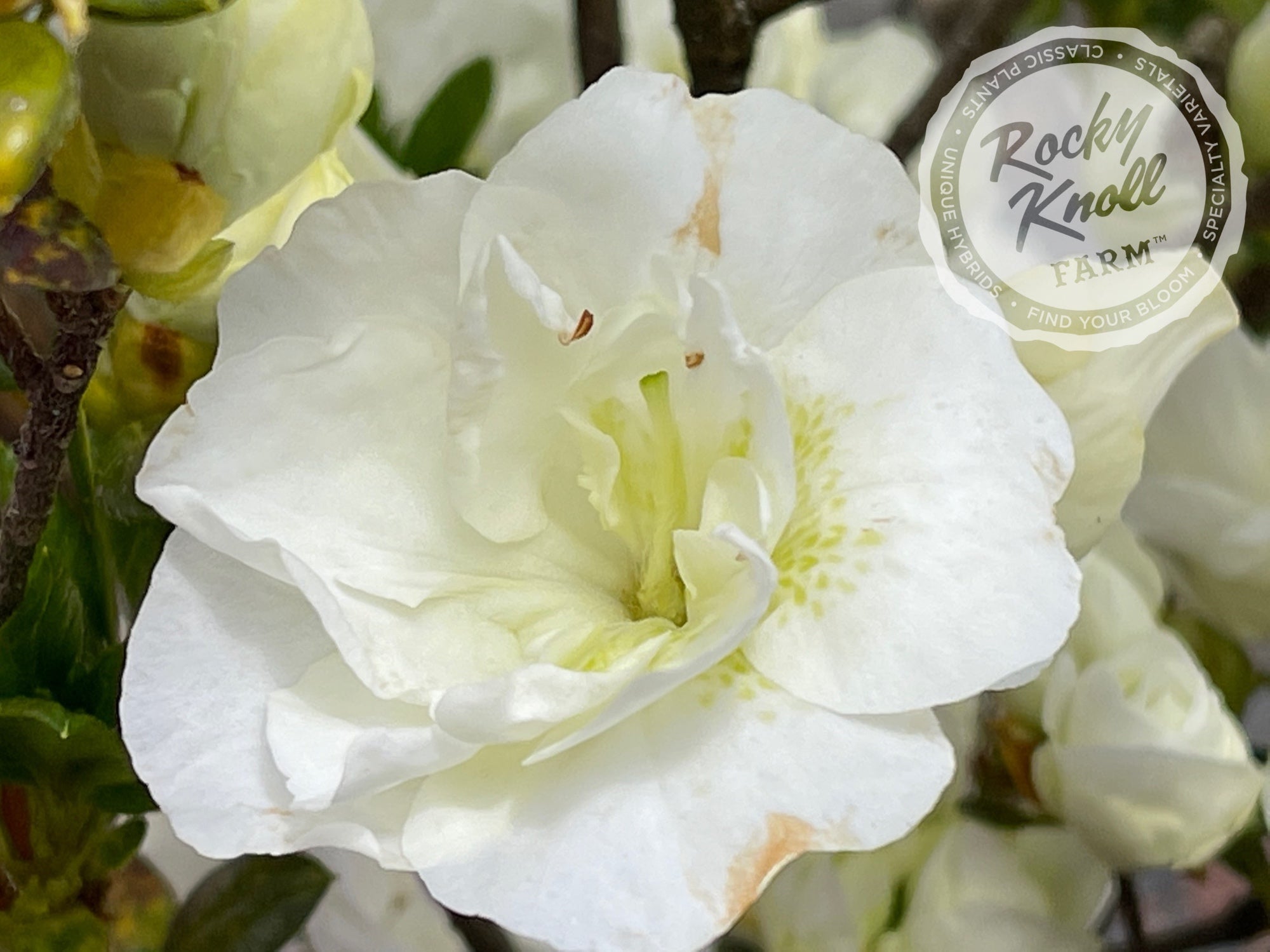 Hardy Gardenia azalea - Rocky Knoll Farm
