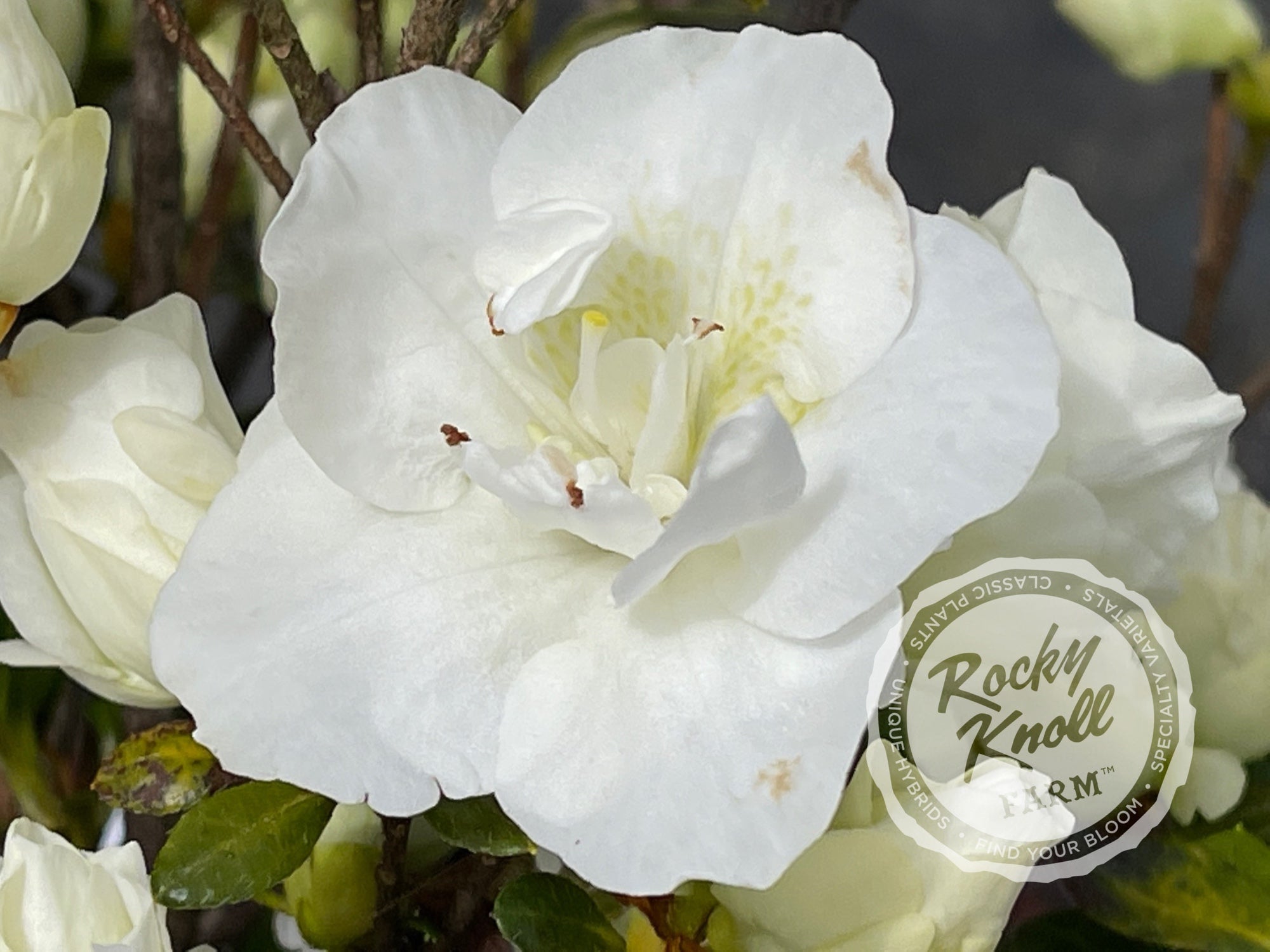Hardy Gardenia azalea - Rocky Knoll Farm