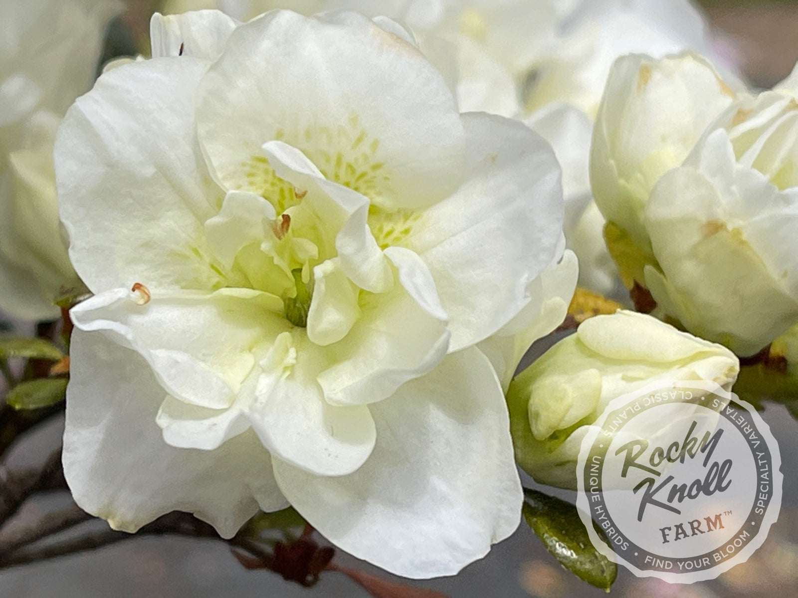 Hardy Gardenia azalea - Rocky Knoll Farm