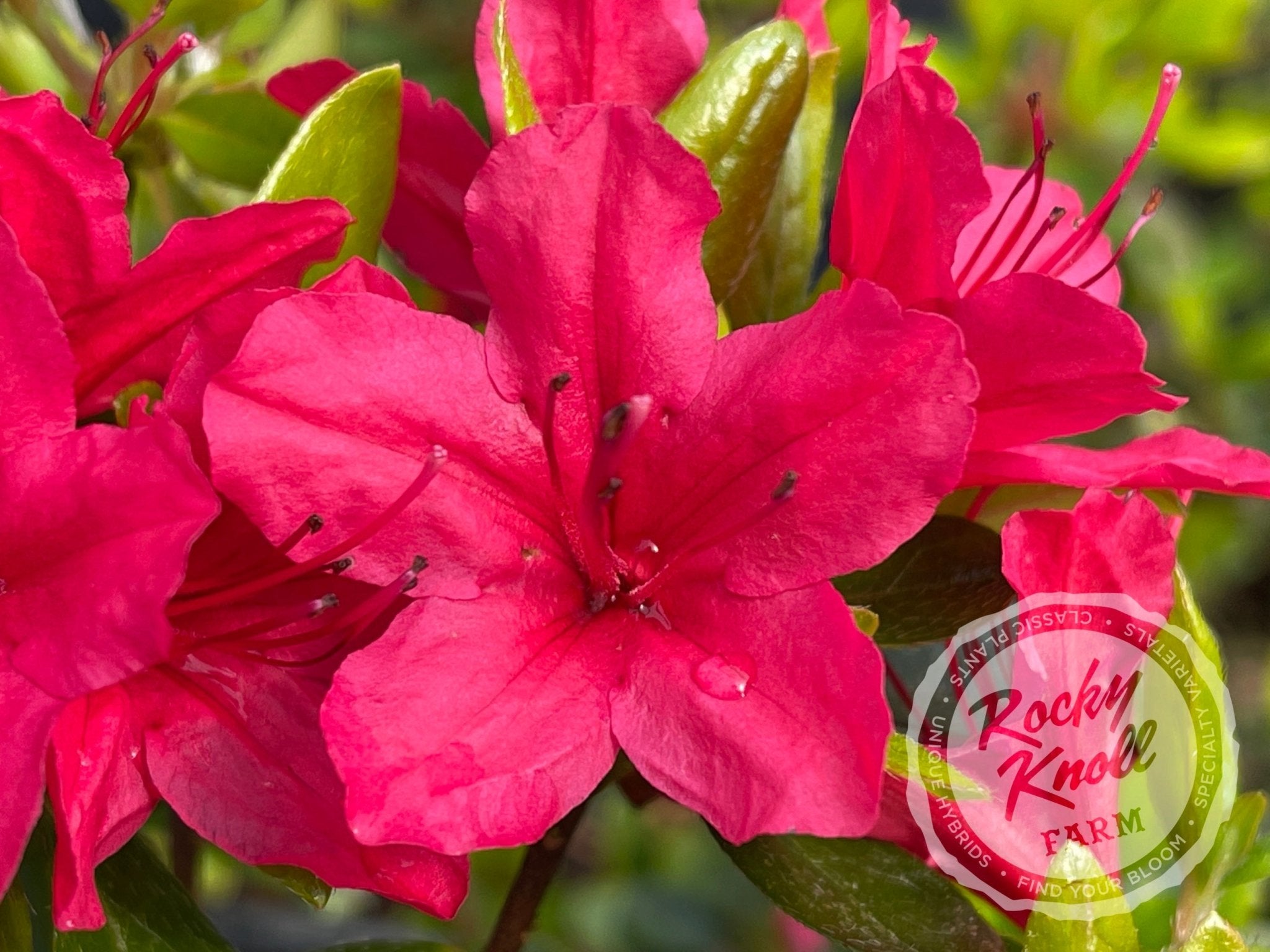 Hino Crimson - Rocky Knoll Farm