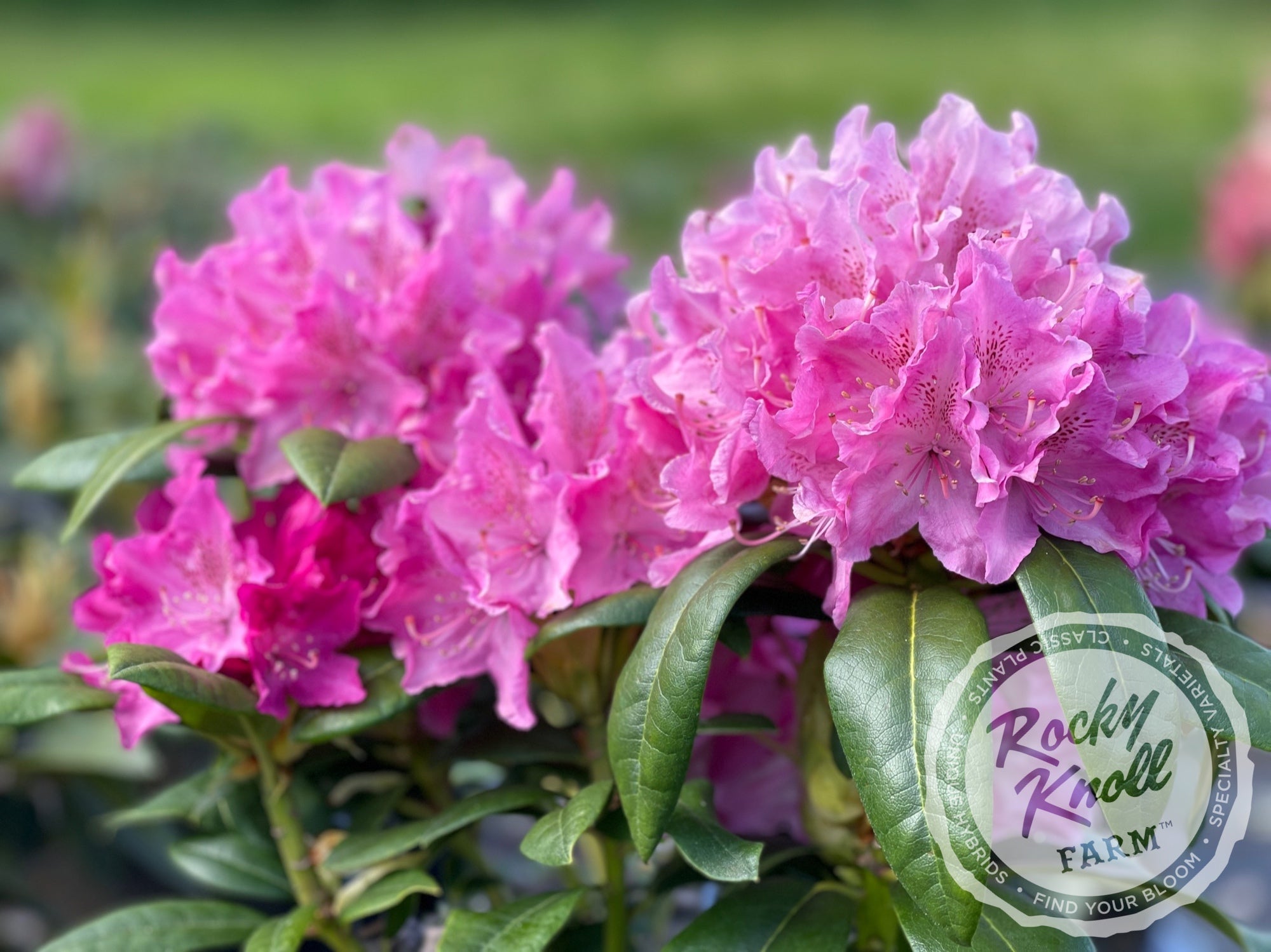 Holden - Rocky Knoll Farm