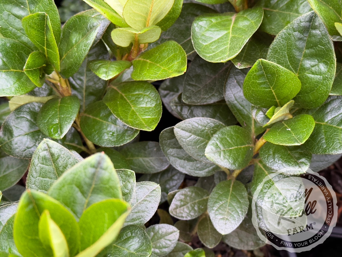 Satellite - Rocky Knoll Farm