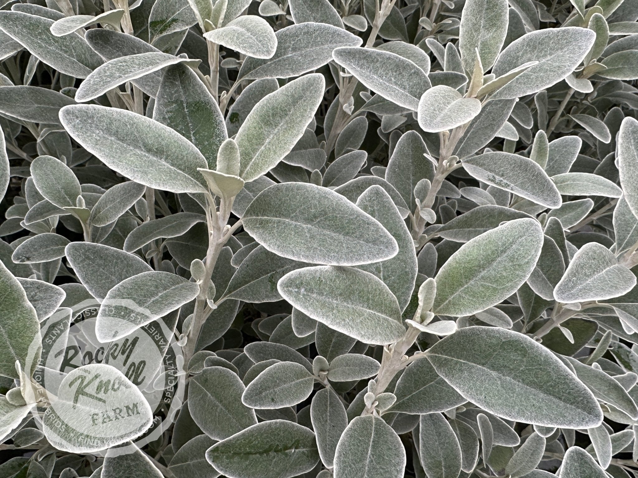 Senecio (Brachyglottis) Greyi - Daisy Bush - Rocky Knoll Farm