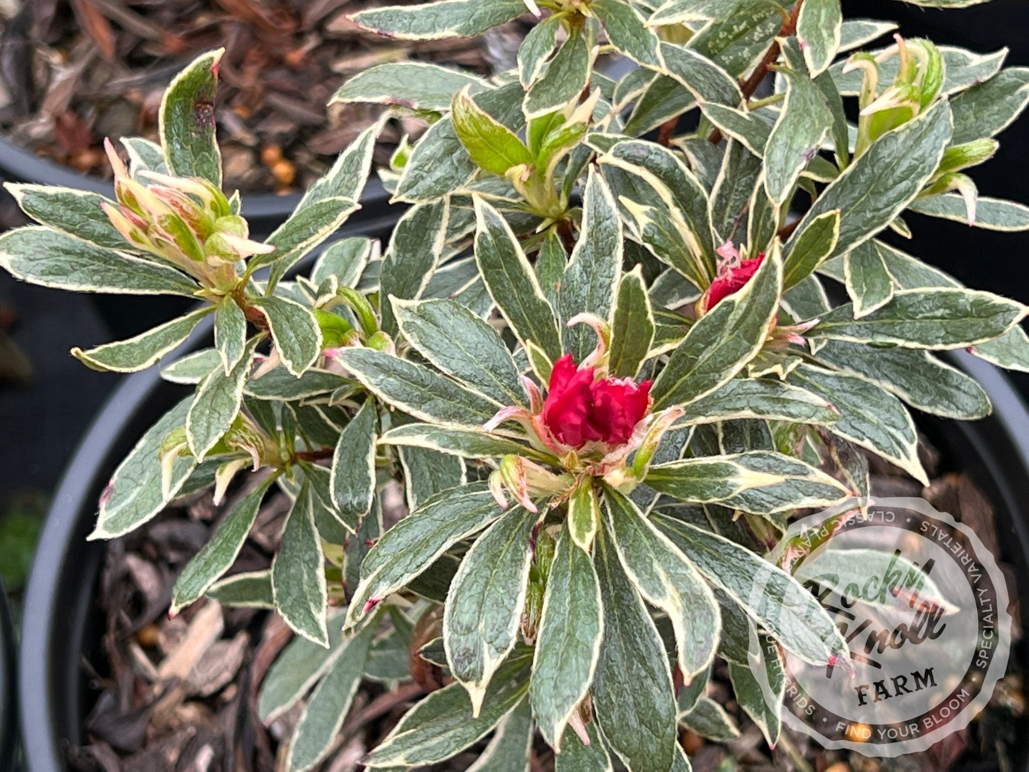 Silver Sword azalea - Rocky Knoll Farm