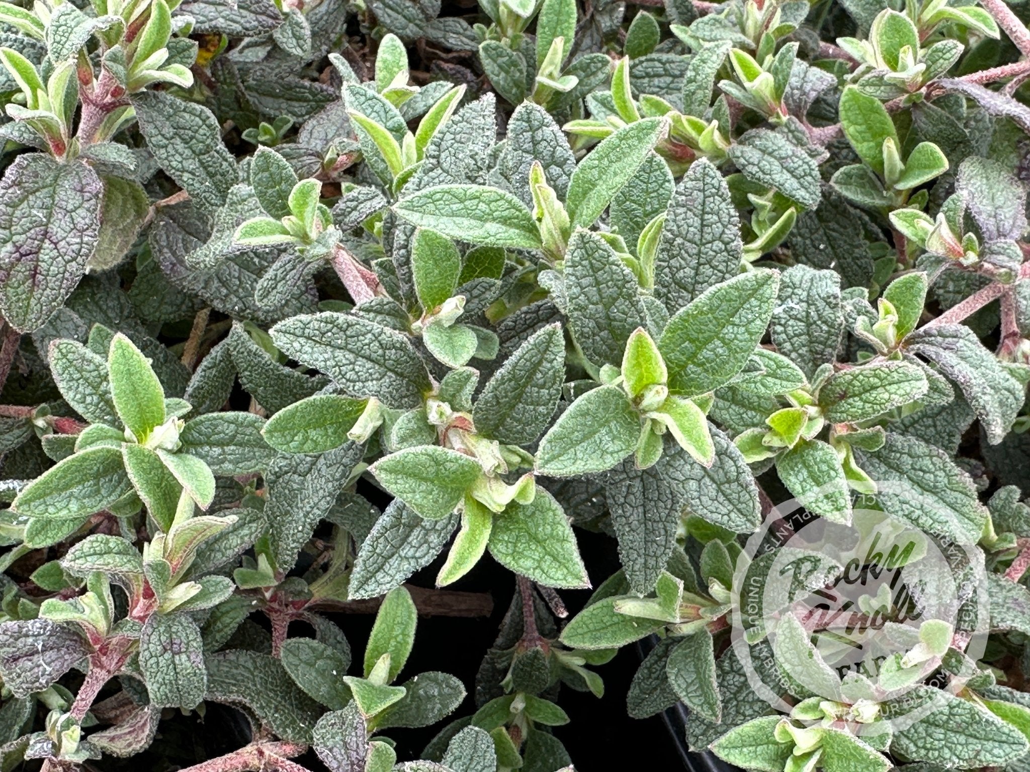 Cistus Prostratus - Sageleaf Rockrose - Rocky Knoll Farm