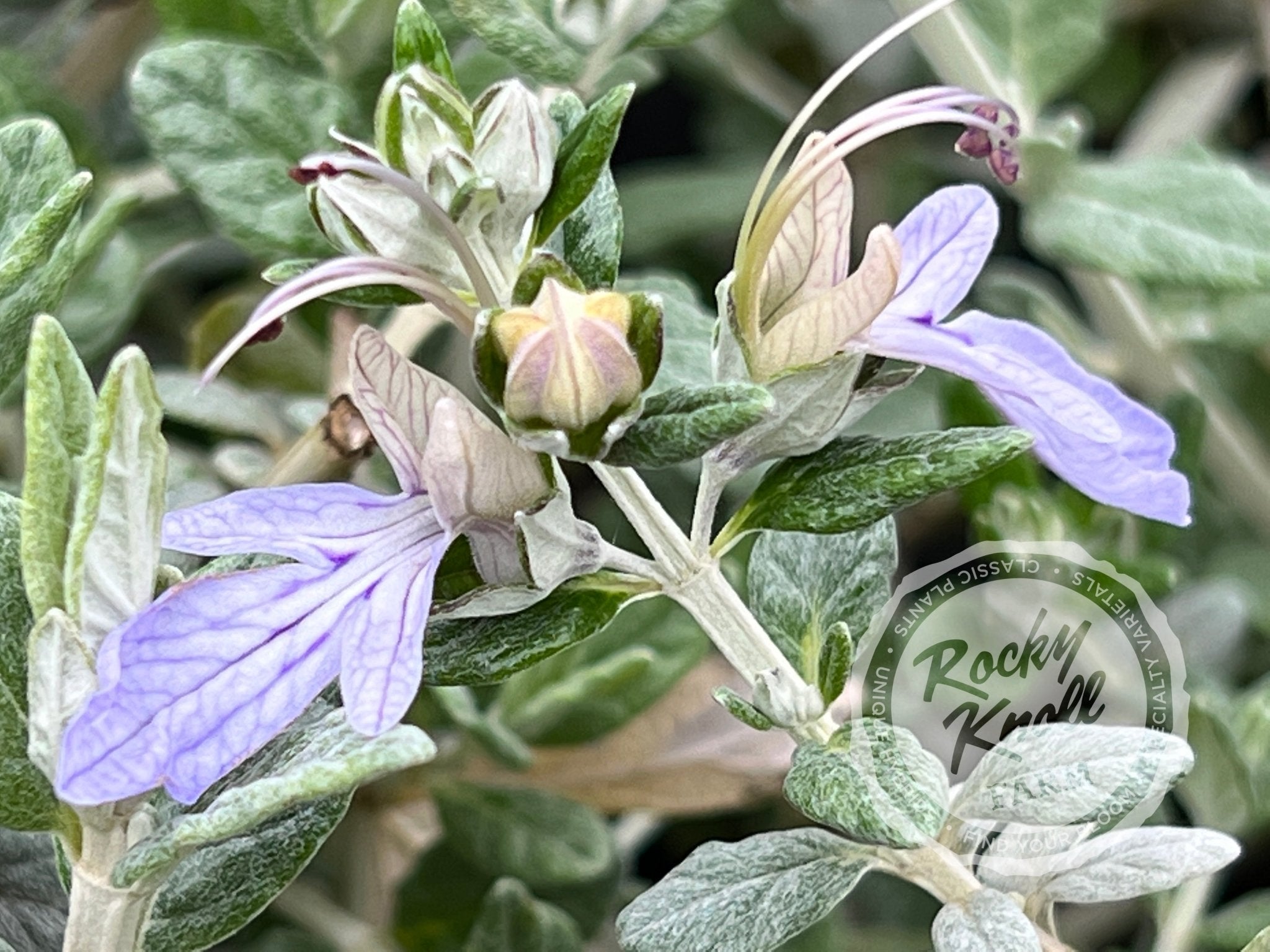 Azure Bush Germander - Rocky Knoll Farm