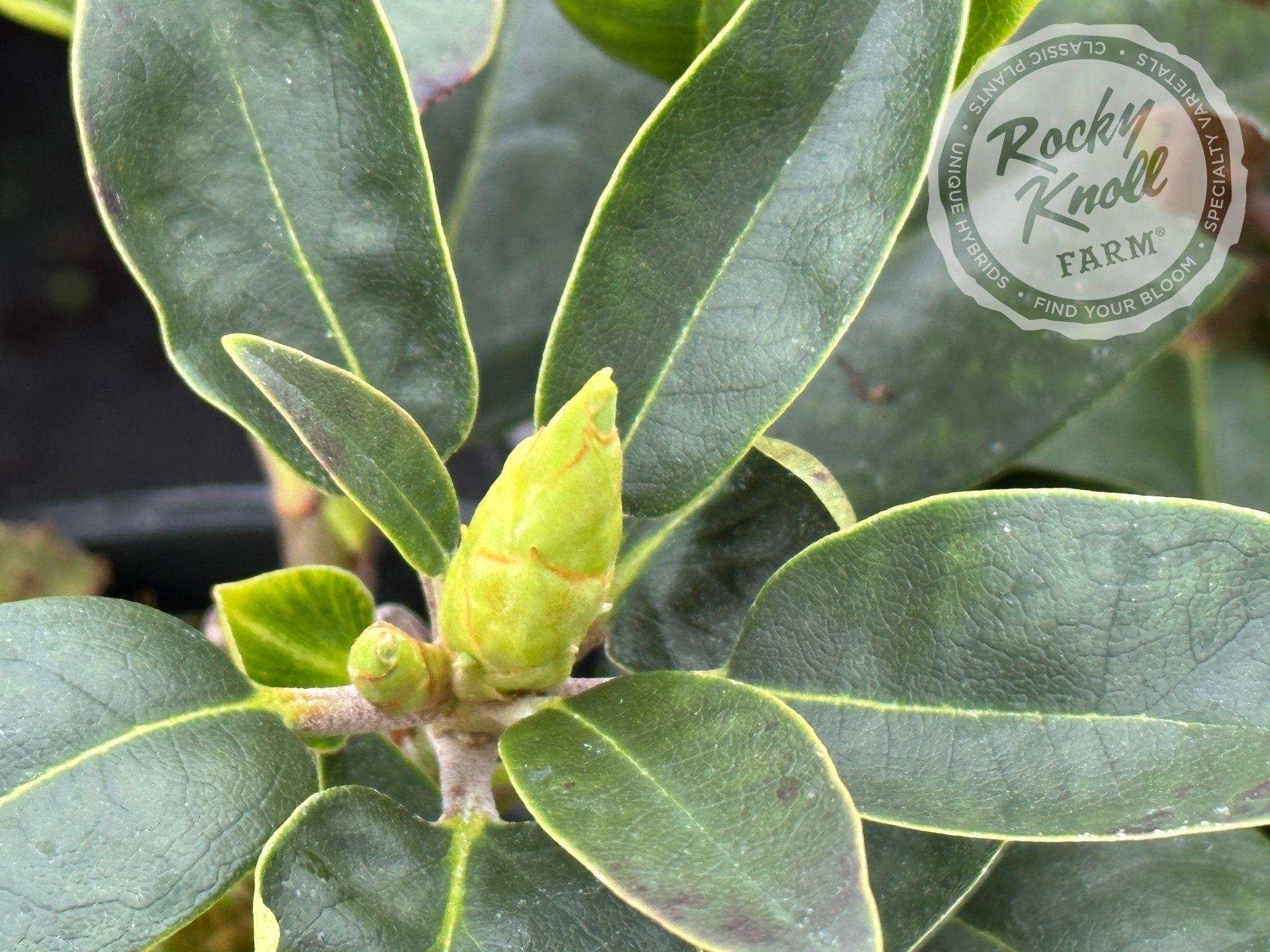 Blue Peter - Rocky Knoll Farm