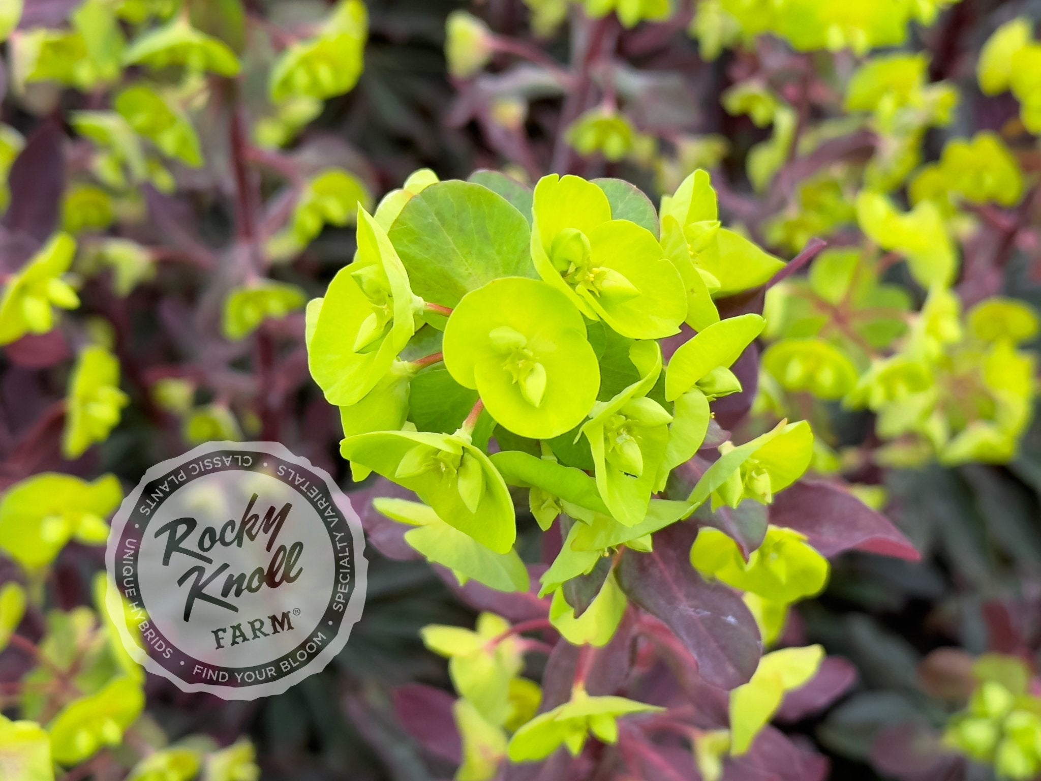 Euphorbia purpurea 'Purple-Leaf Spurge' - Rocky Knoll Farm
