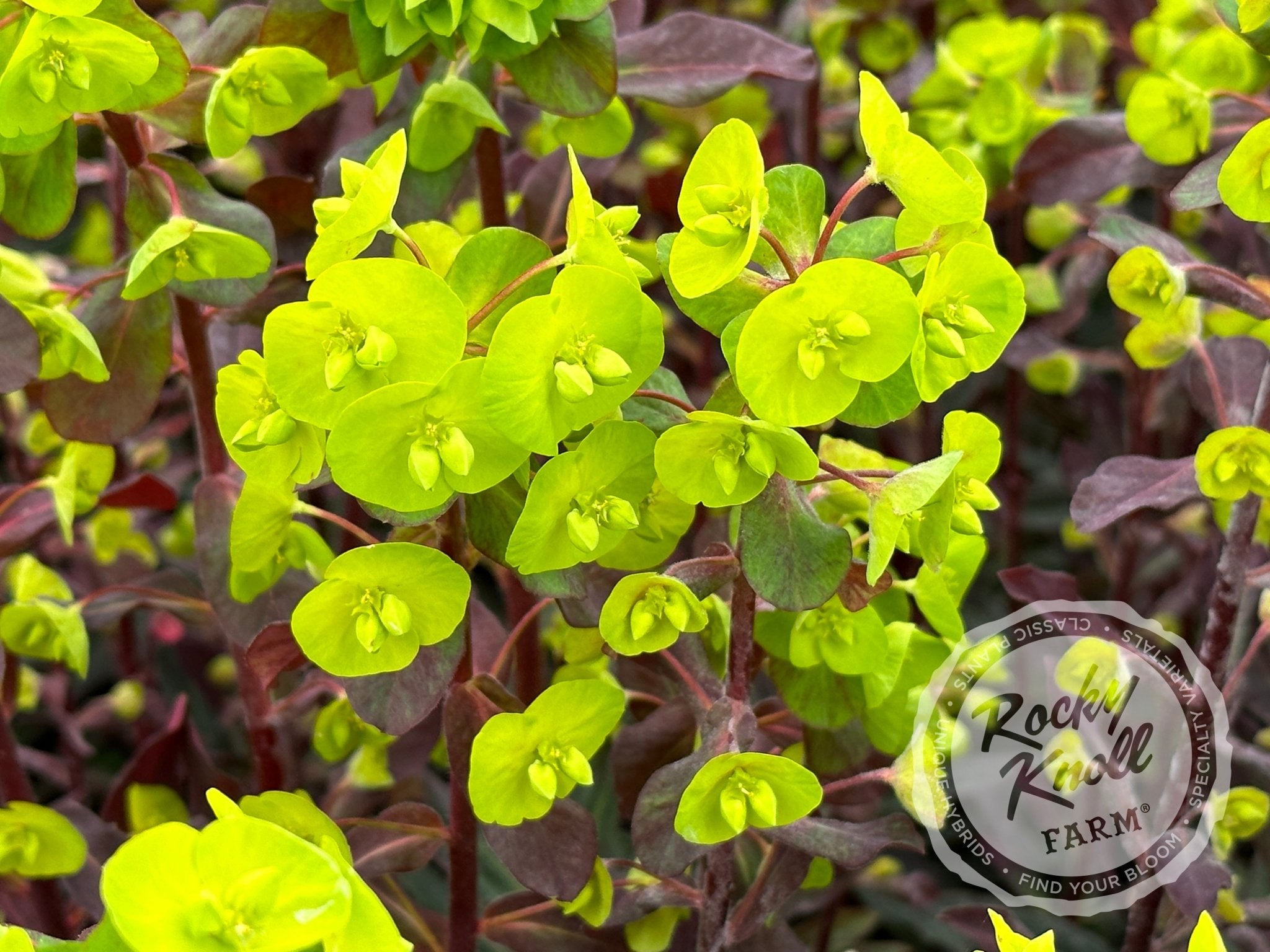 Euphorbia purpurea 'Purple-Leaf Spurge' - Rocky Knoll Farm