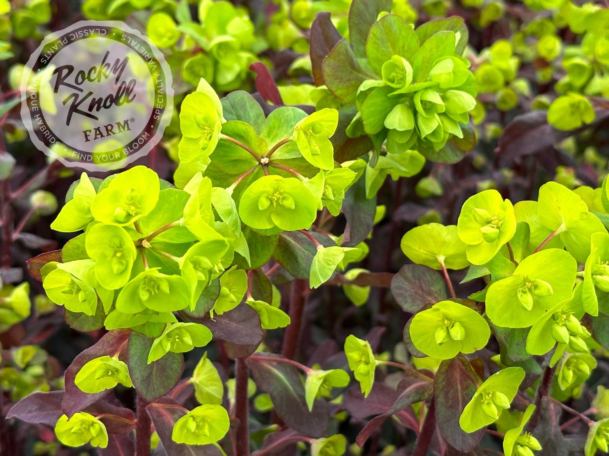 Euphorbia purpurea 'Purple-Leaf Spurge' - Rocky Knoll Farm