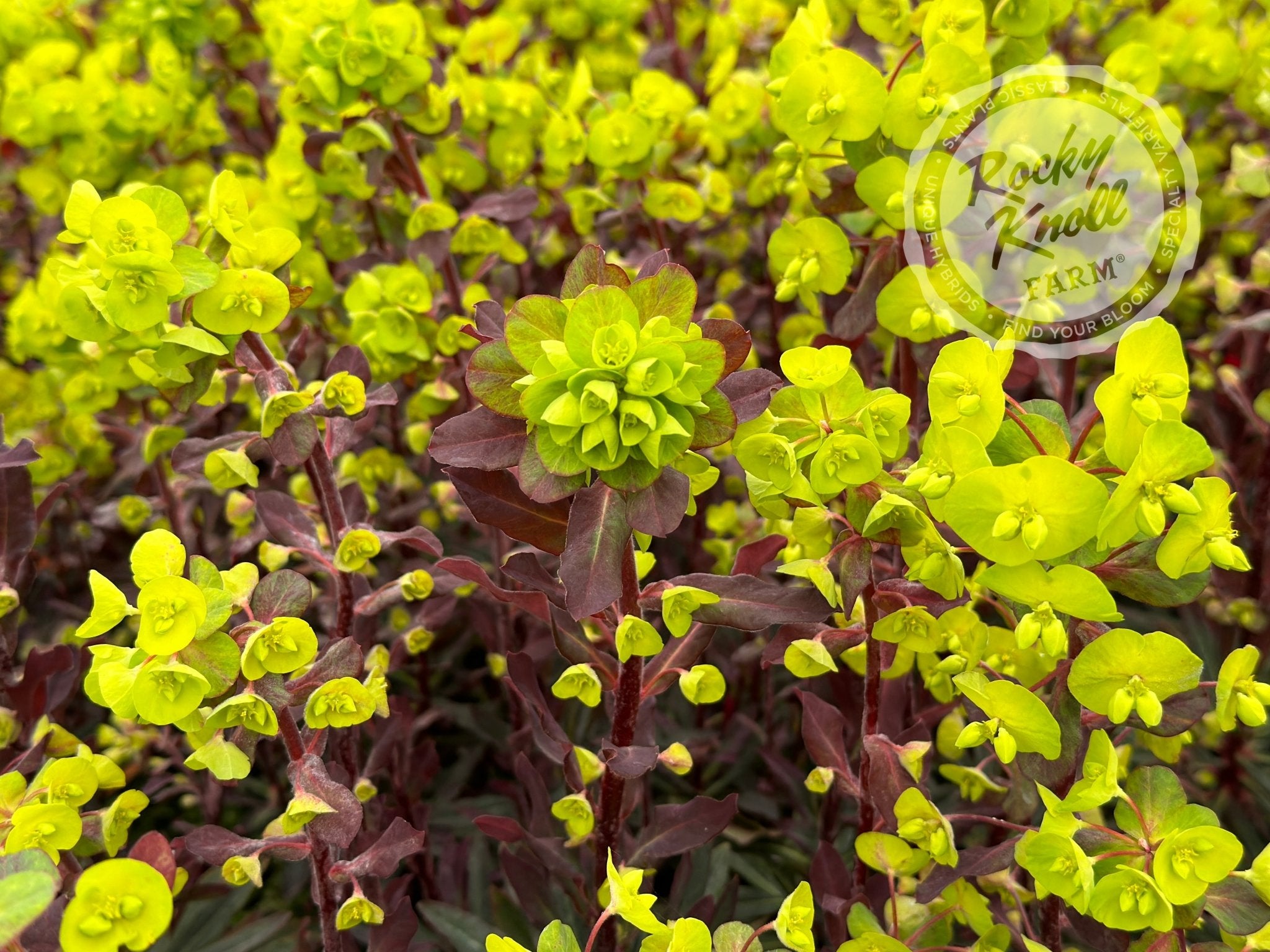 Euphorbia purpurea 'Purple-Leaf Spurge' - Rocky Knoll Farm