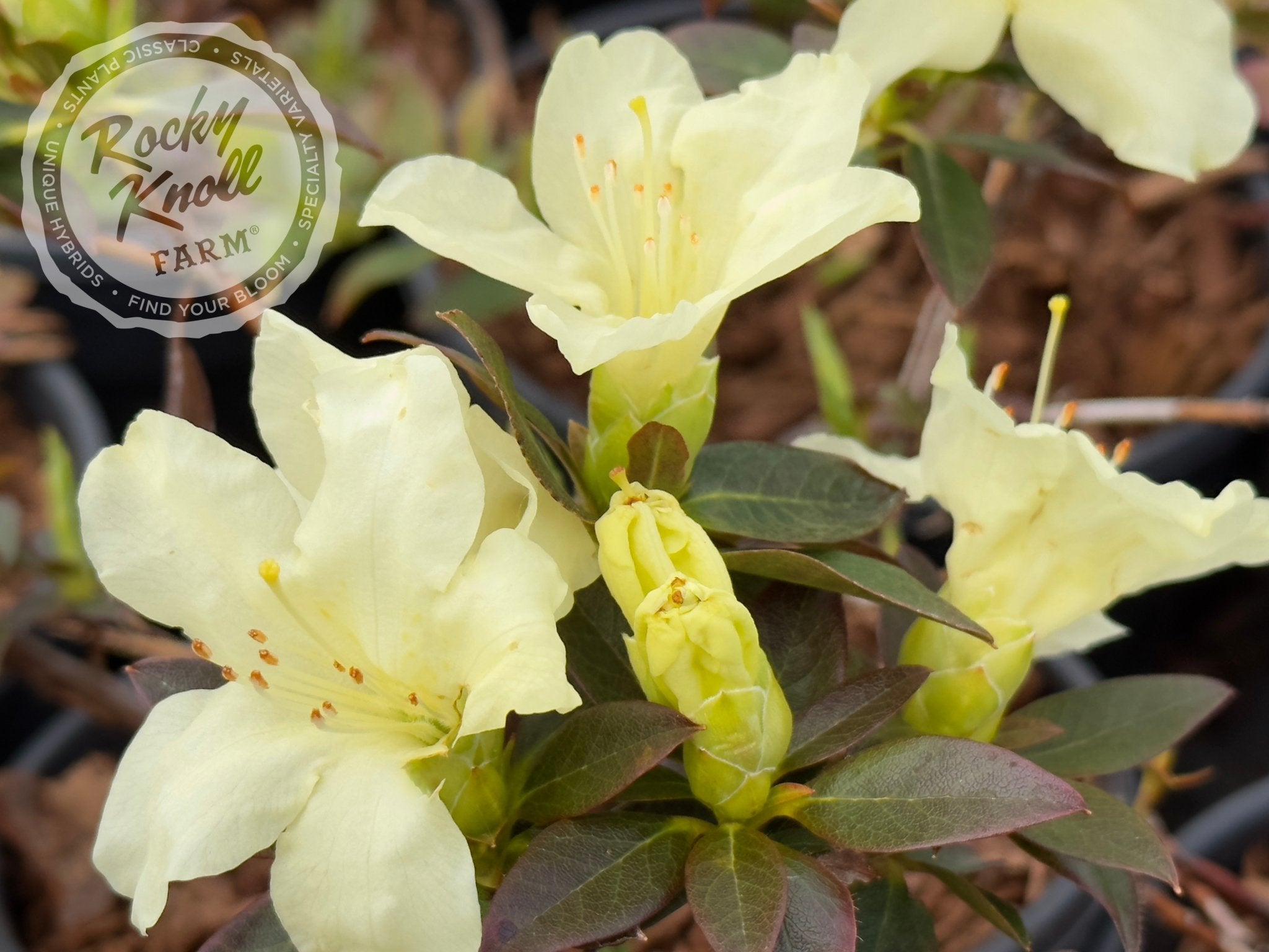 Patty Bee - Rocky Knoll Farm