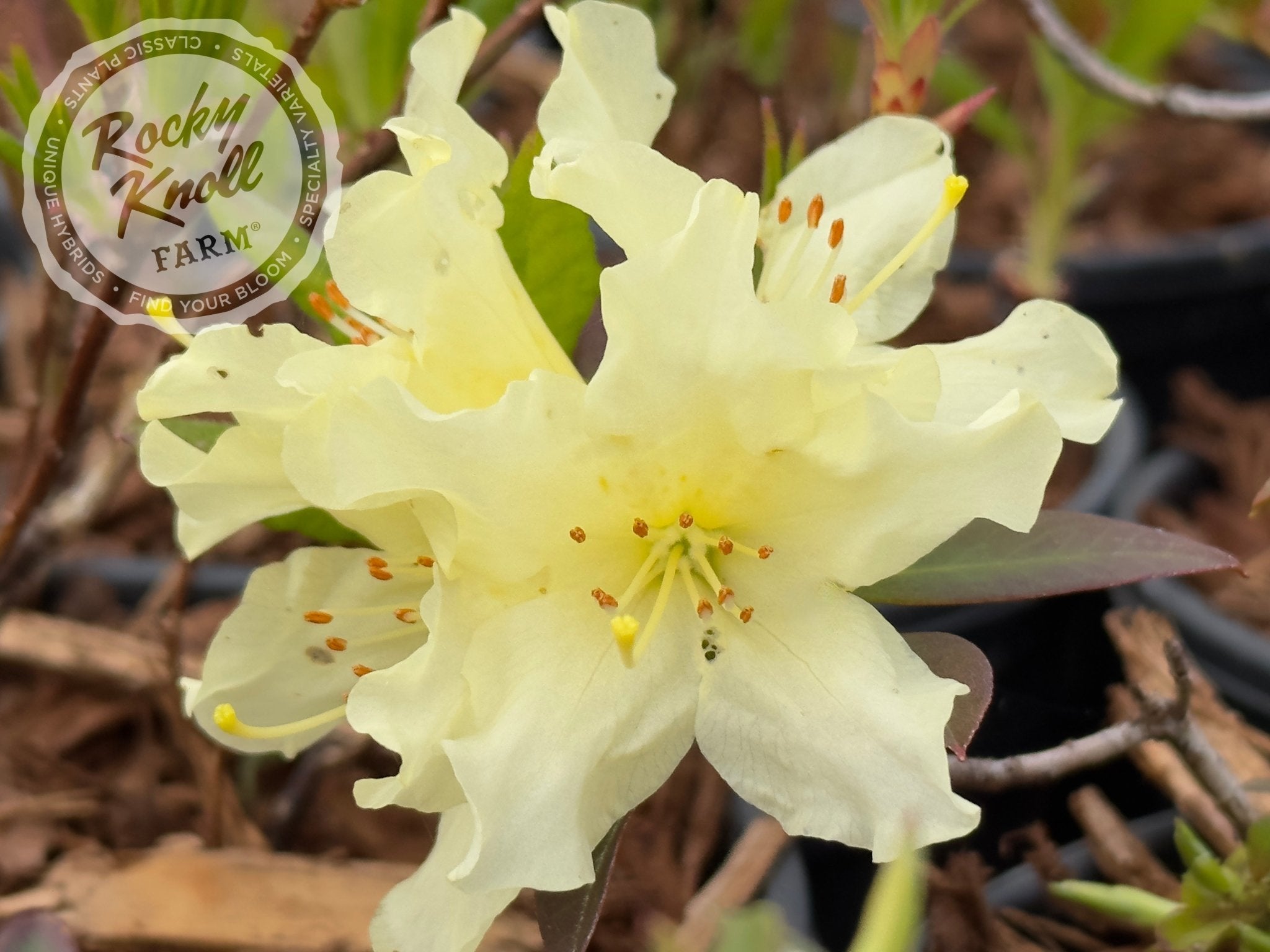 Patty Bee - Rocky Knoll Farm