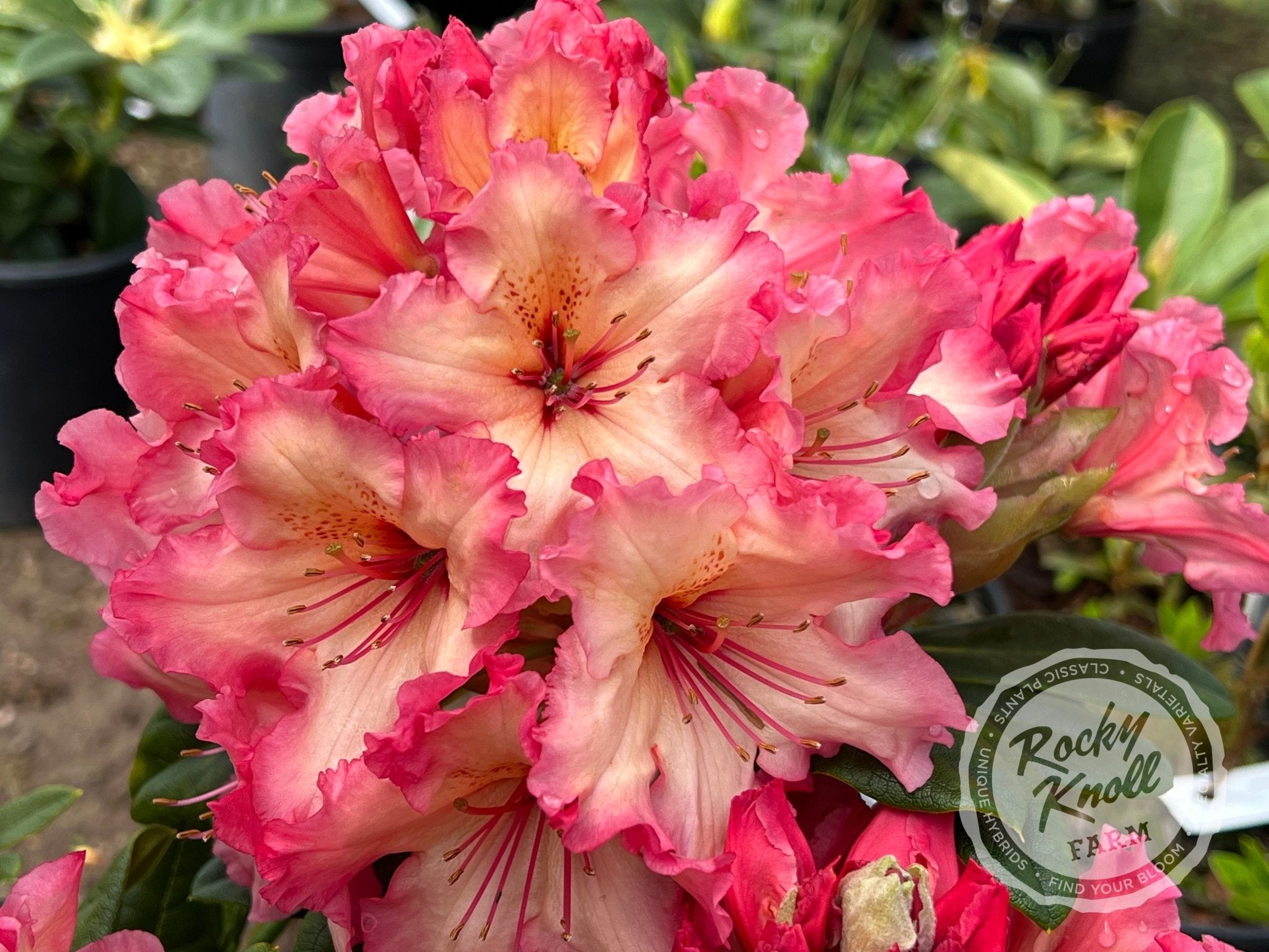 Fire Rim - Rocky Knoll Farm