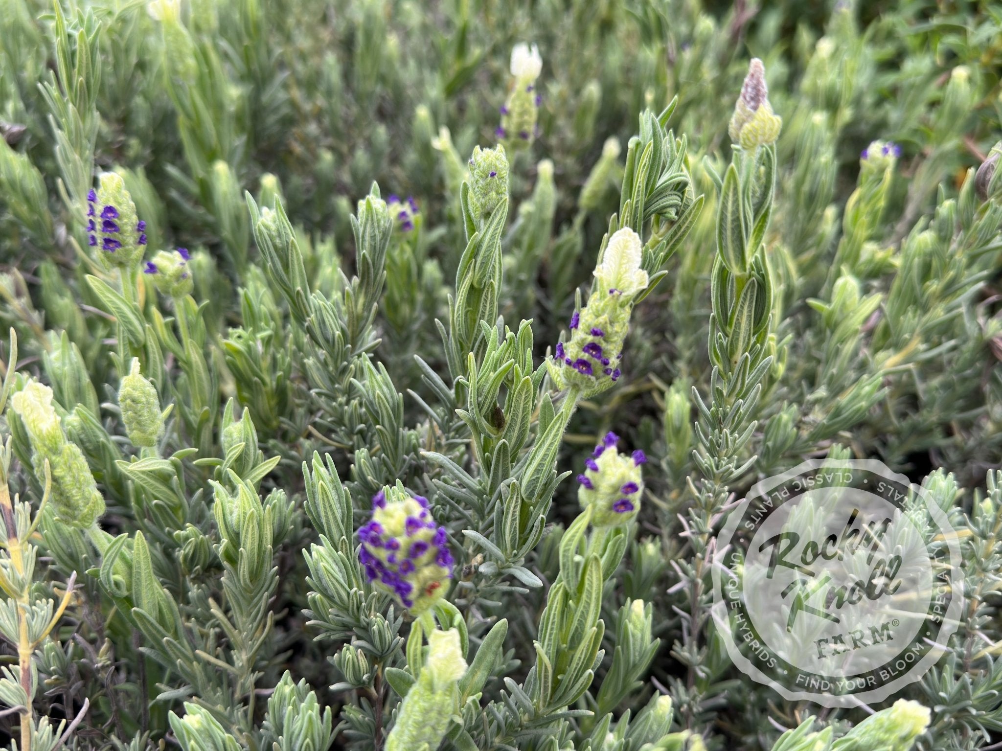 Anouk White Lavender - Lavendula stoechas - Rocky Knoll Farm