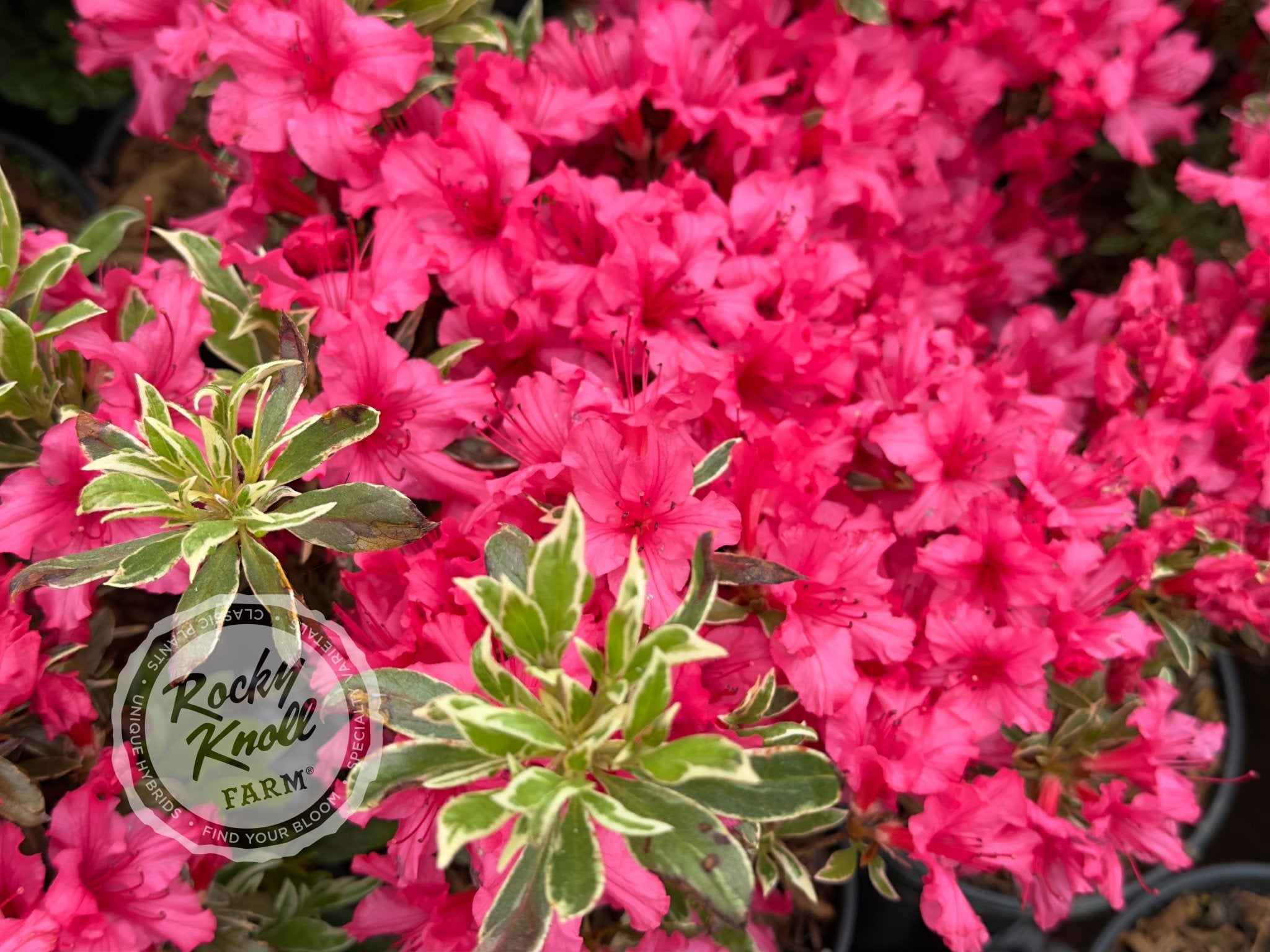 Silver Sword azalea - Rocky Knoll Farm