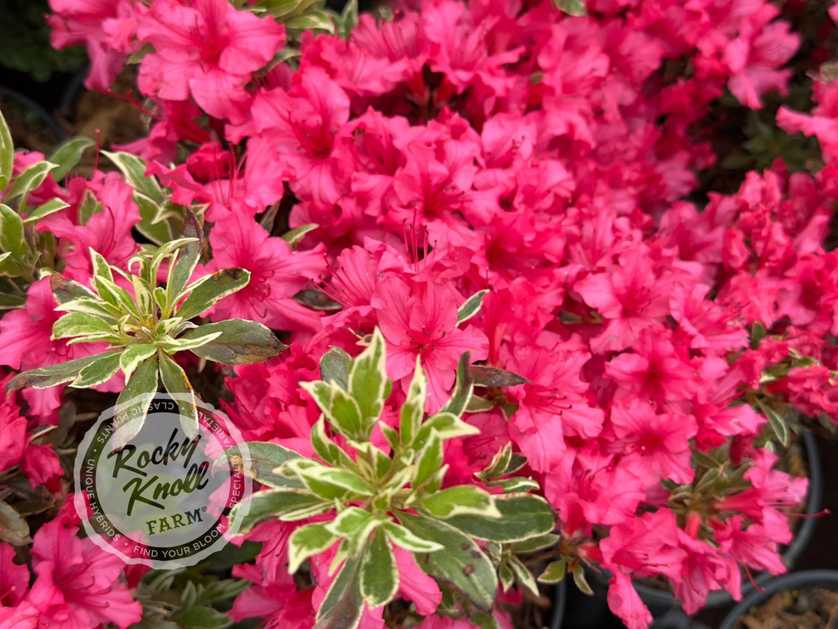 Silver Sword azalea - Rocky Knoll Farm