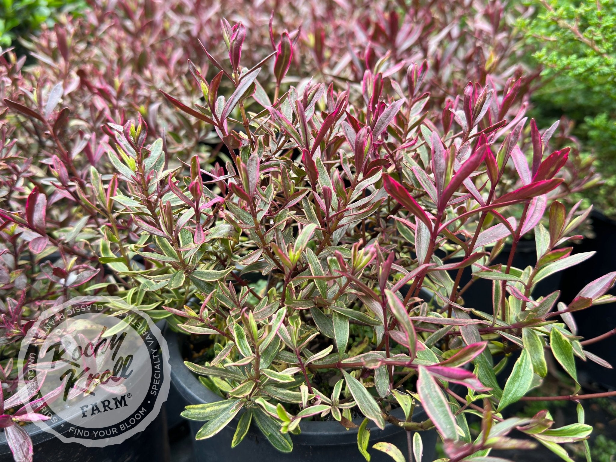 Hebe Purple Shamrock - Rocky Knoll Farm