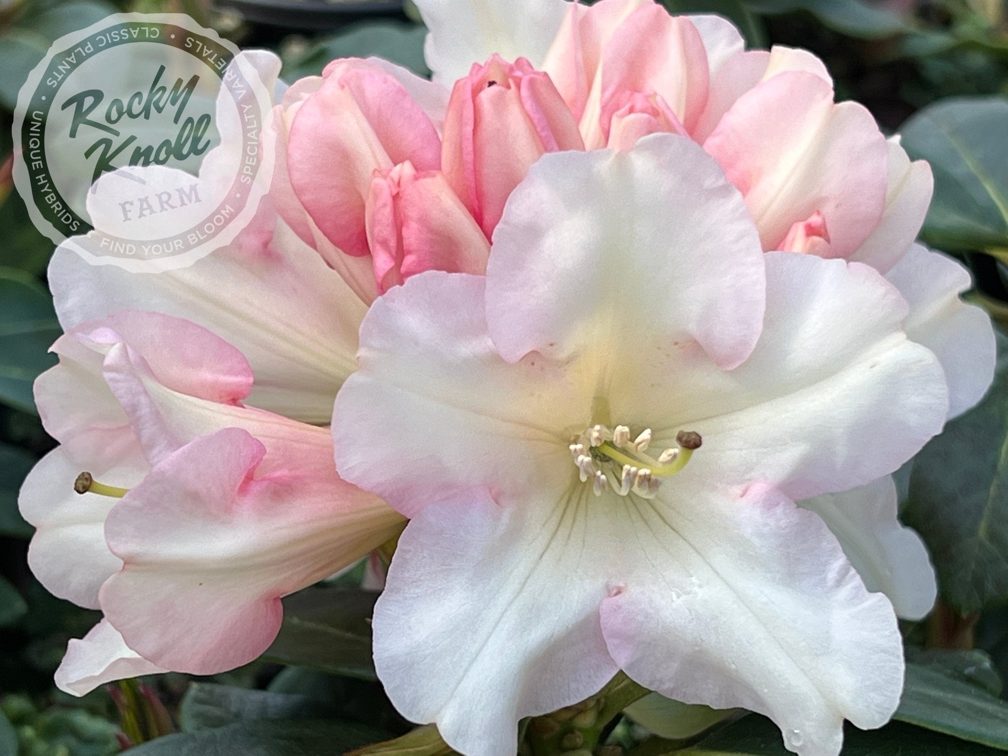 Unique - Rocky Knoll Farm