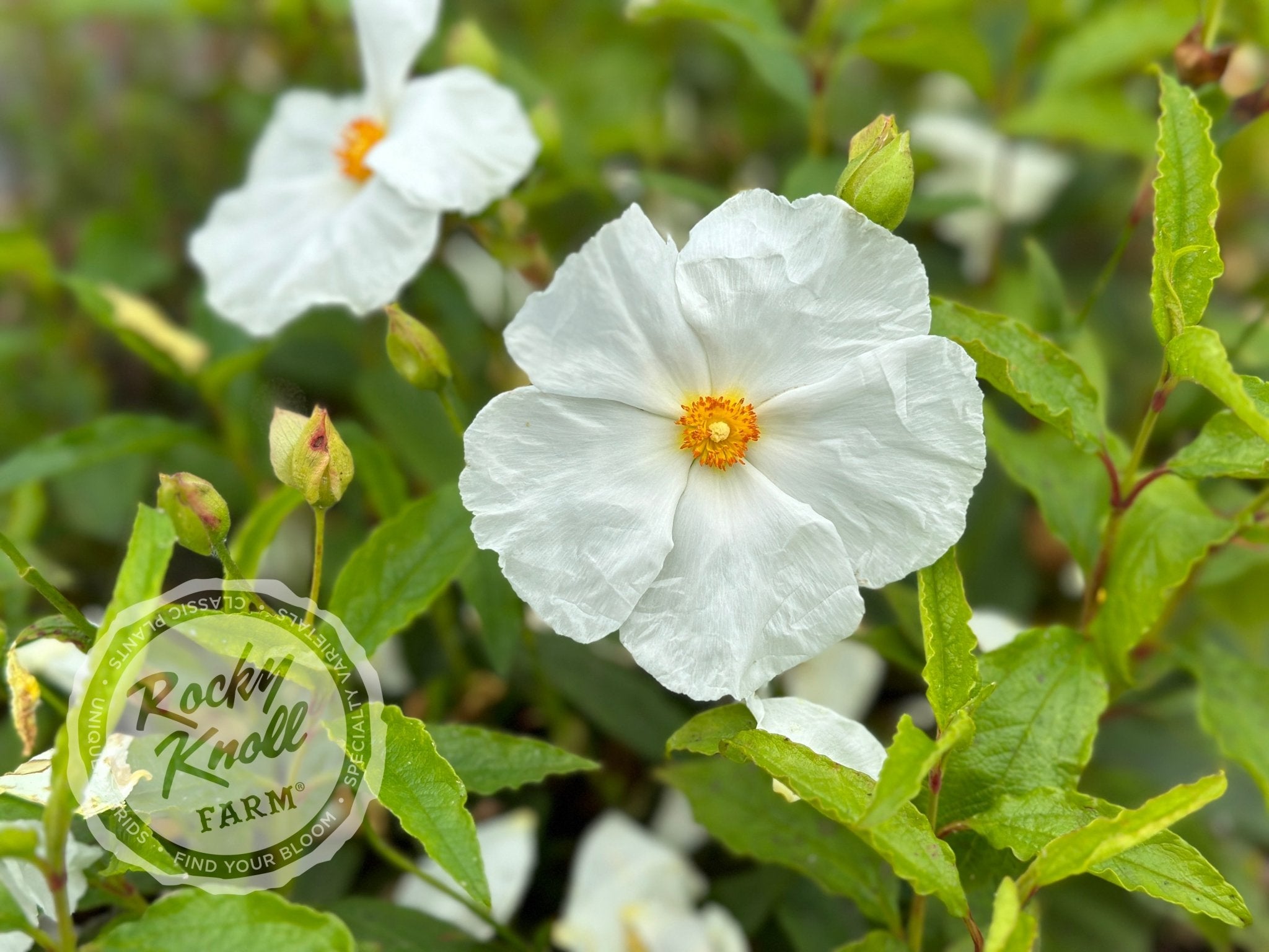 Cistus ladanifer Blanche White Rockrose - Rocky Knoll Farm
