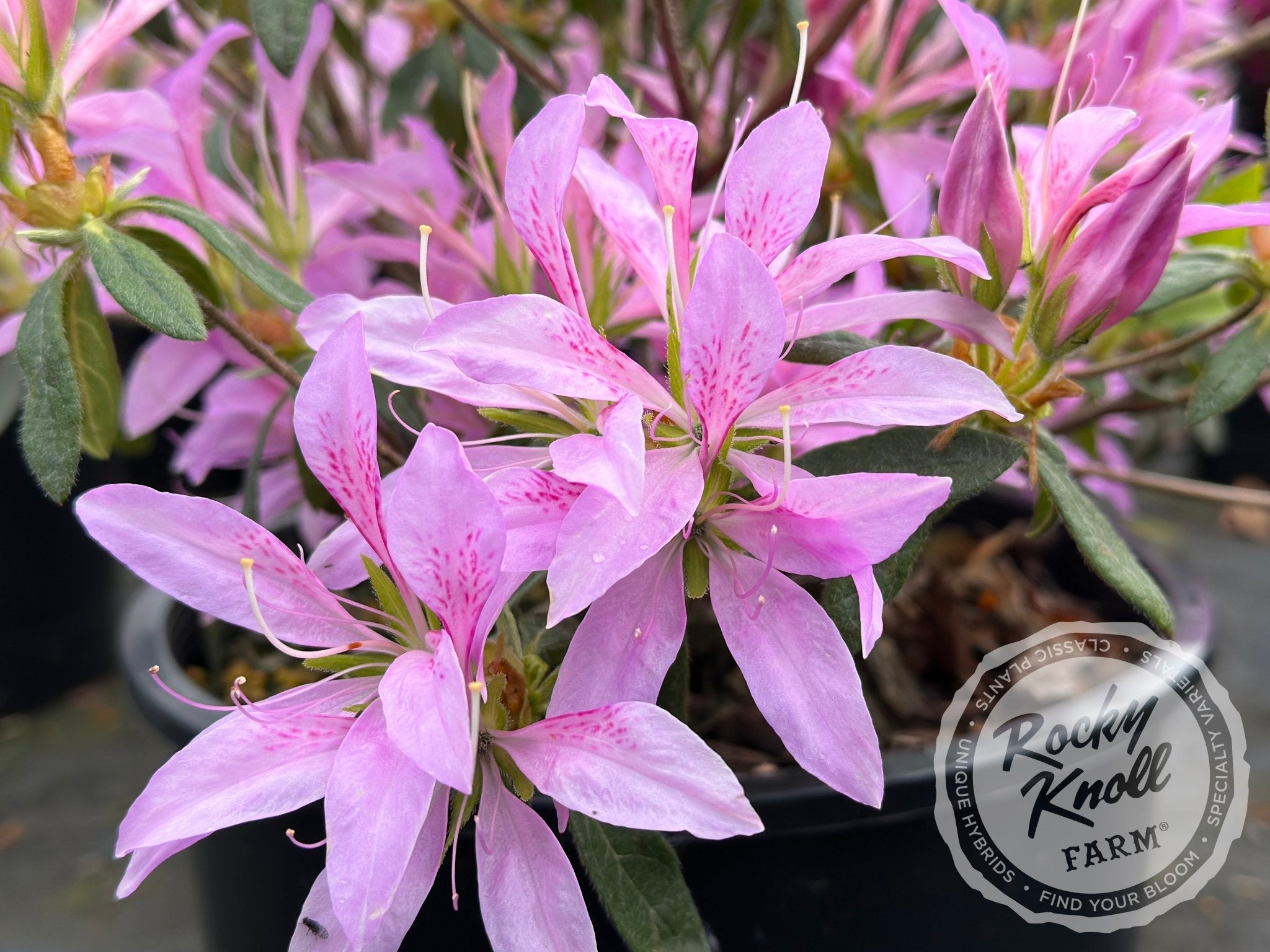 Koromo Shikibu (aka 'Koromo-shikibu') - Rocky Knoll Farm