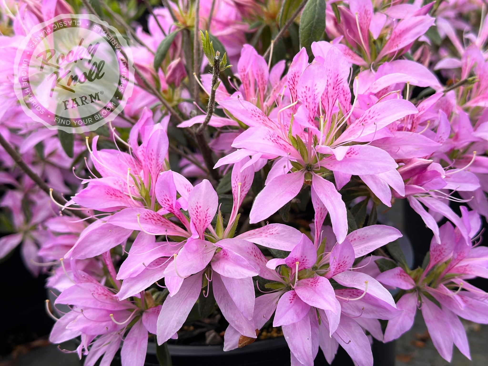 Koromo Shikibu (aka 'Koromo-shikibu') - Rocky Knoll Farm