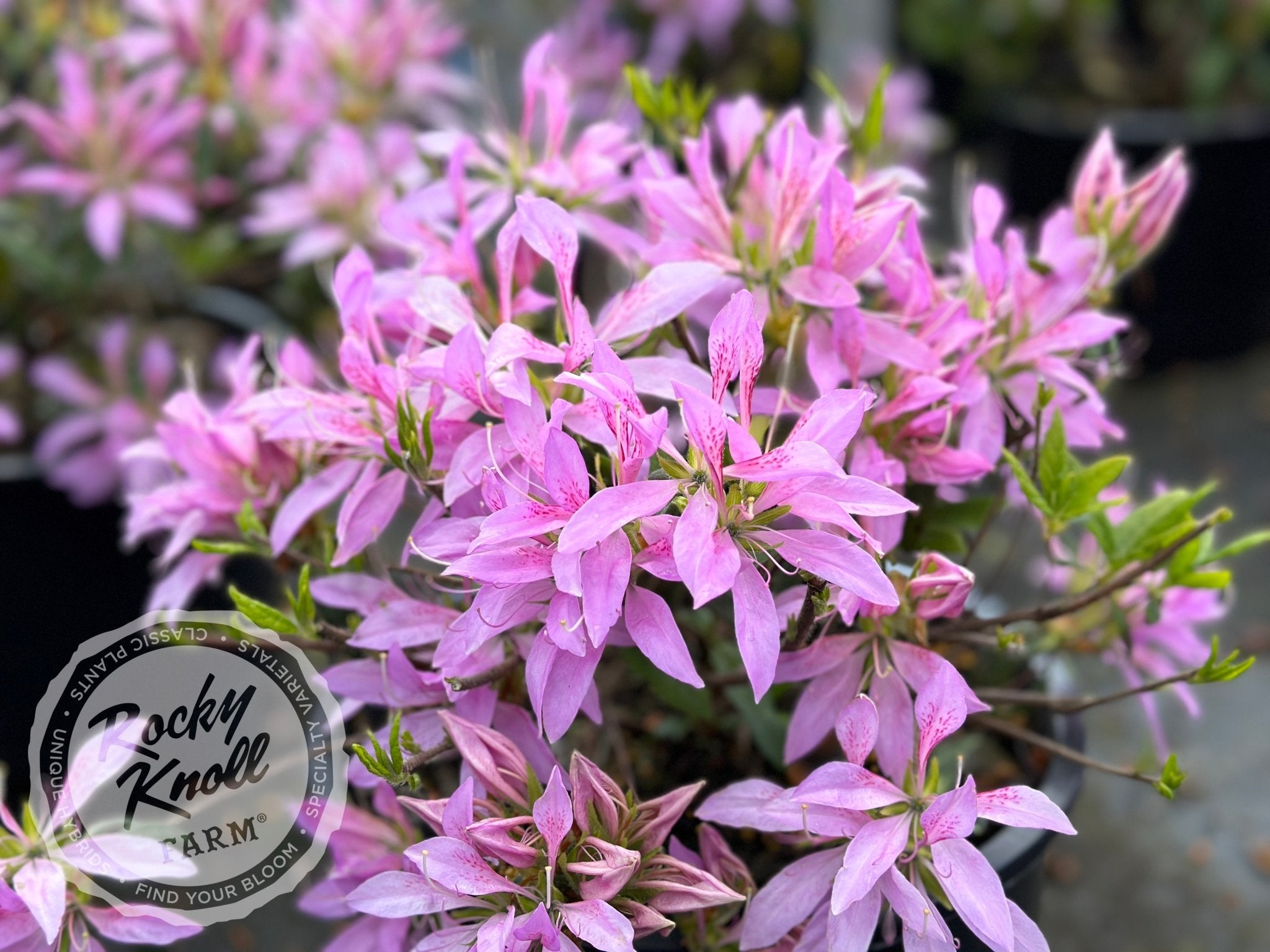 Koromo Shikibu (aka 'Koromo-shikibu') - Rocky Knoll Farm