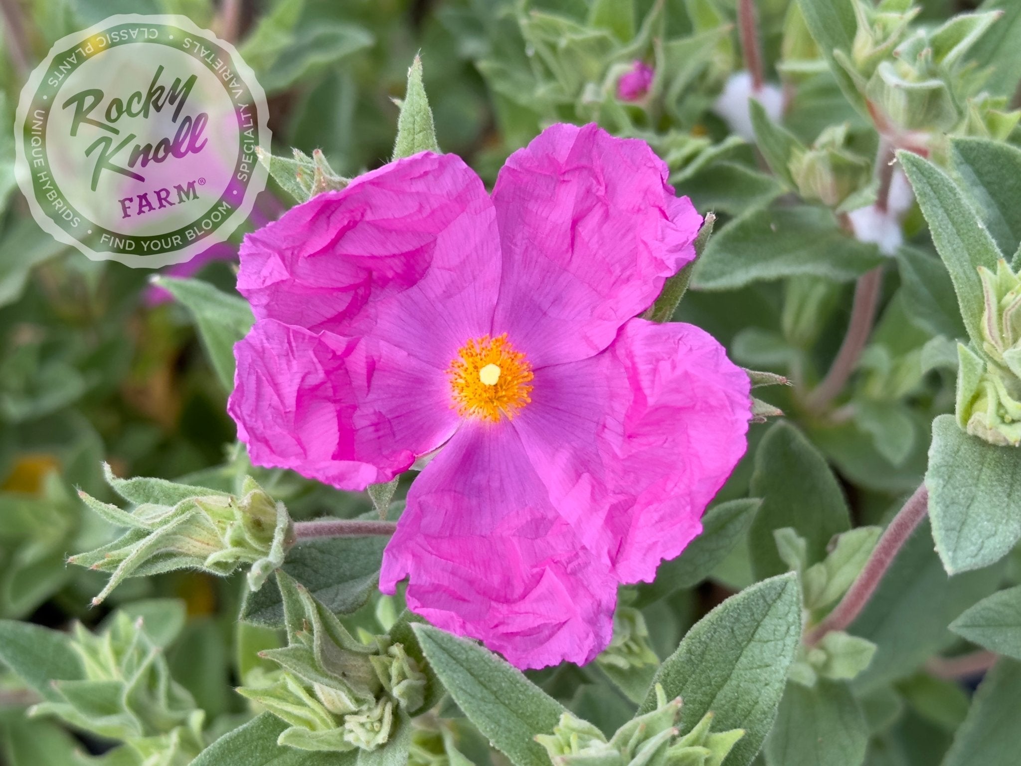 Cistus pulverulentus 'Sunset' Magenta Rockrose - Rocky Knoll Farm