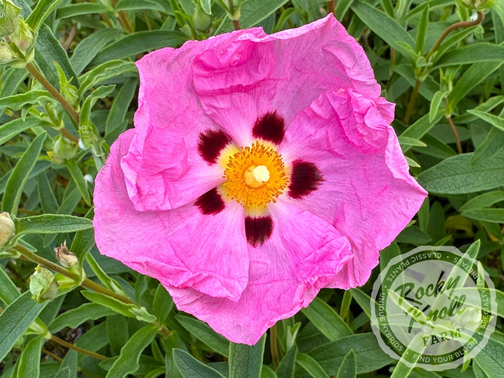 Cistus purpureus Orchid Rockrose - Rocky Knoll Farm