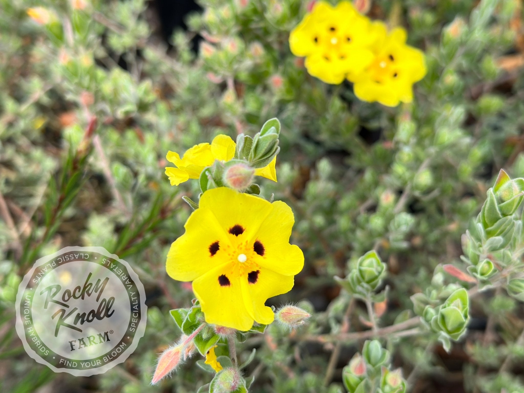 Halimiocistus - Merrist Wood Cream - Rocky Knoll Farm