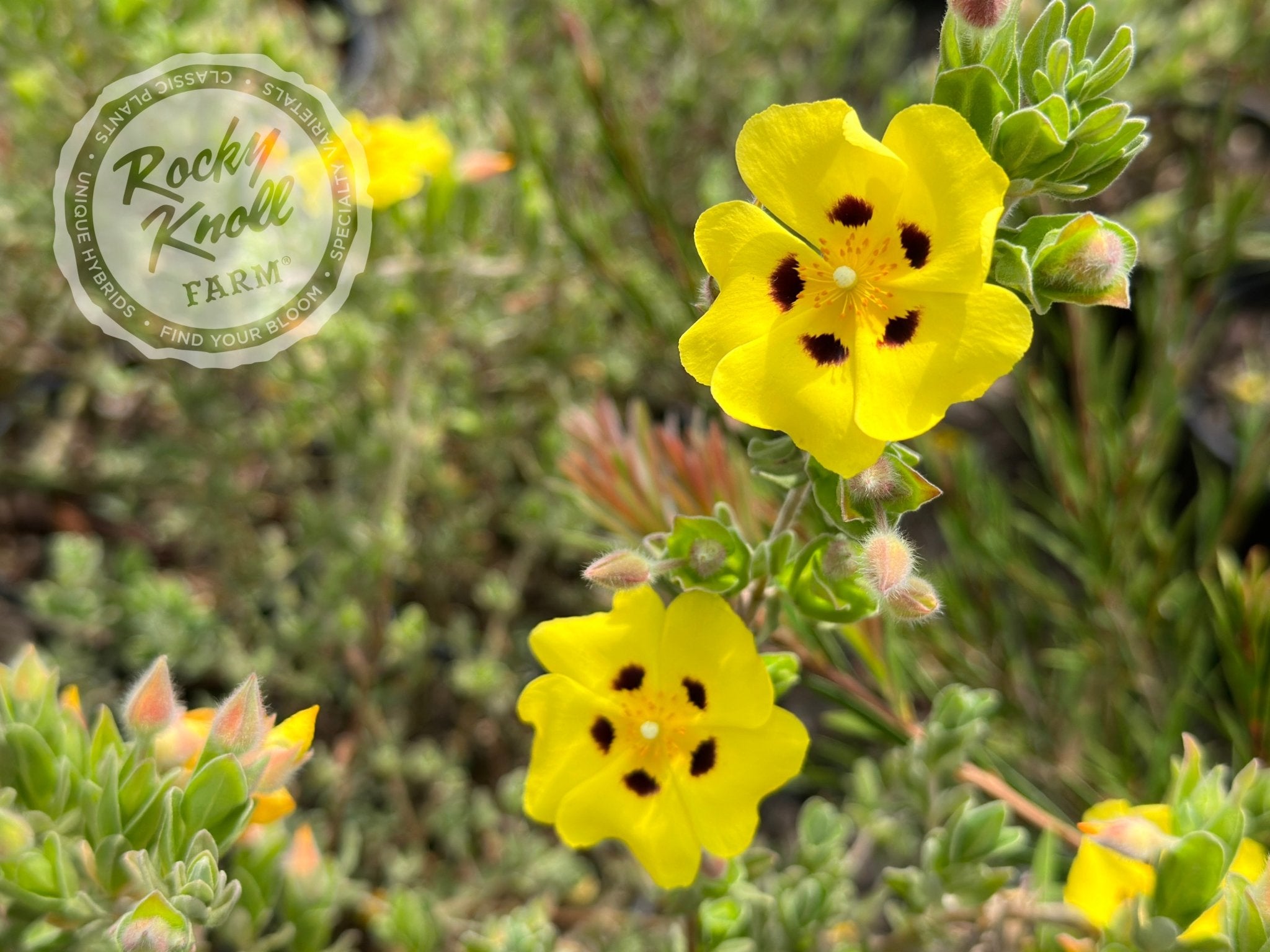 Halimiocistus - Merrist Wood Cream - Rocky Knoll Farm