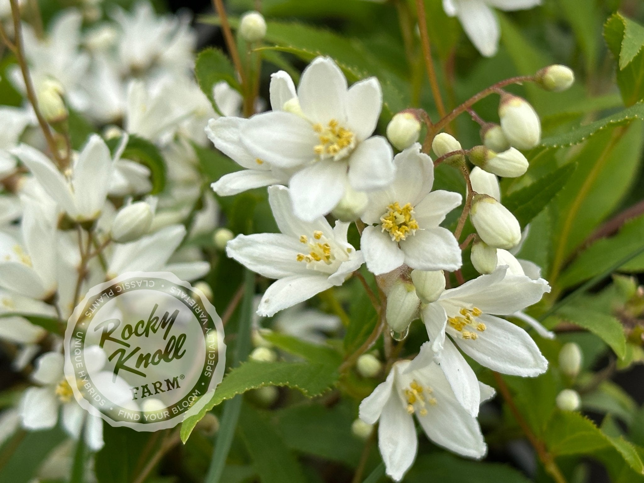 Deutzia gracilis 'Nikko' - Rocky Knoll Farm