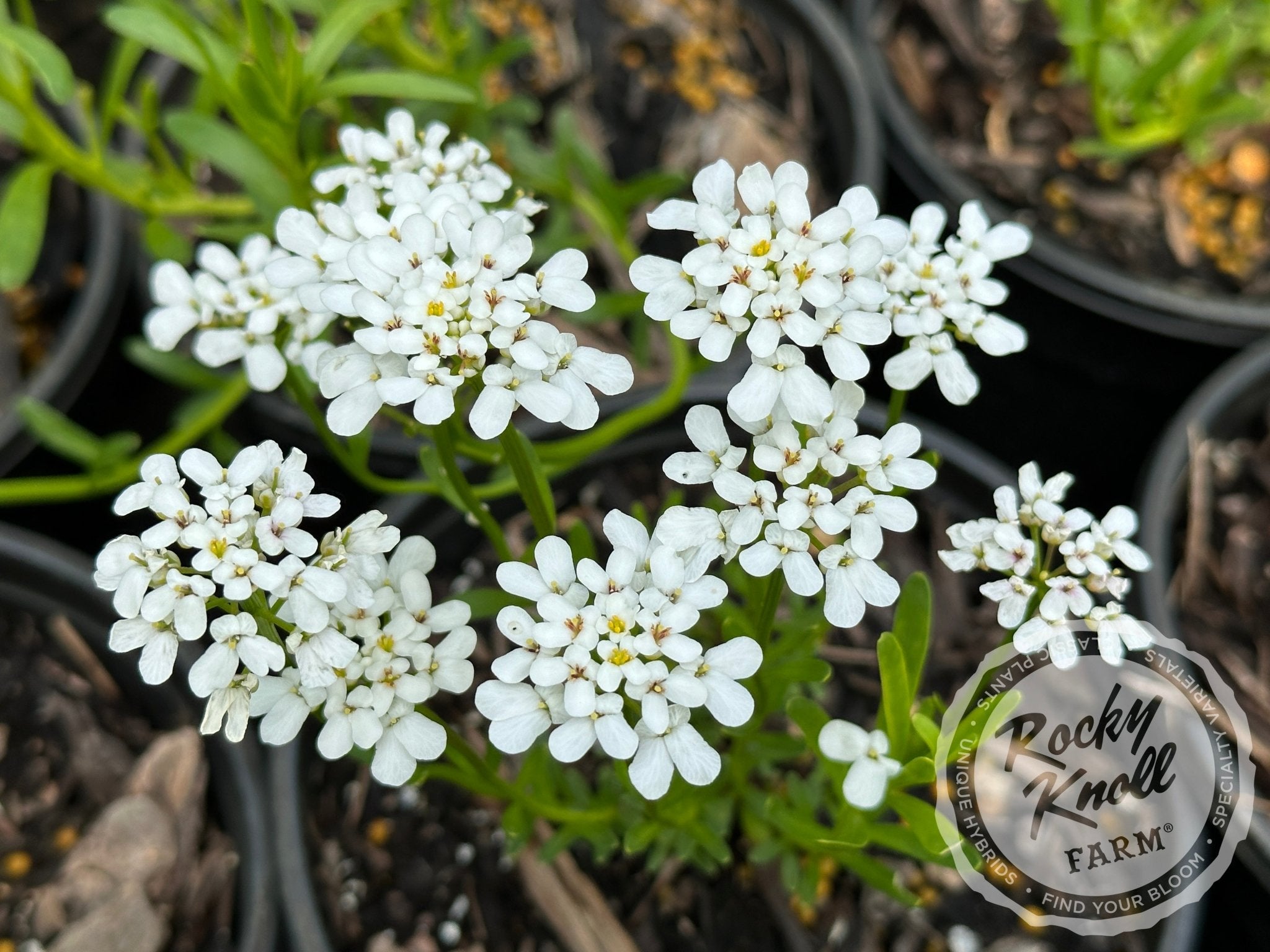 Iberis sempervirens ‘Purity’ - Rocky Knoll Farm