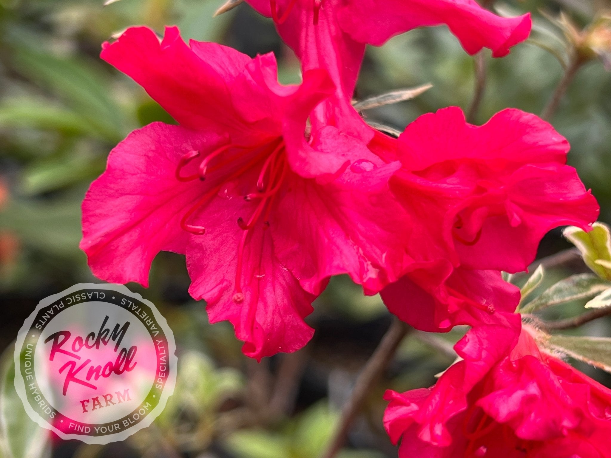 Silver Sword azalea - Rocky Knoll Farm