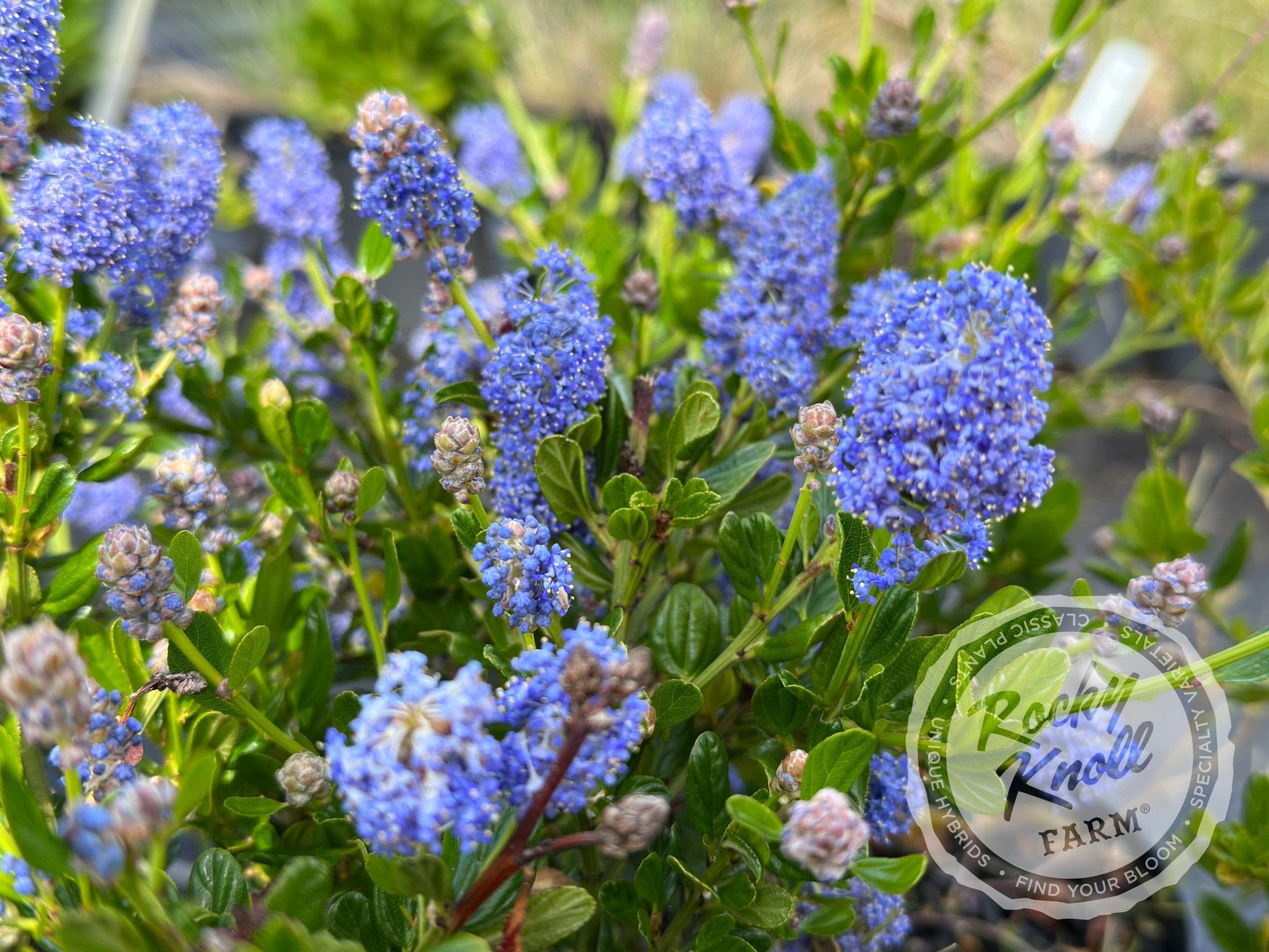 Ceanothus 'Victoria' (California Lilac) - Rocky Knoll Farm