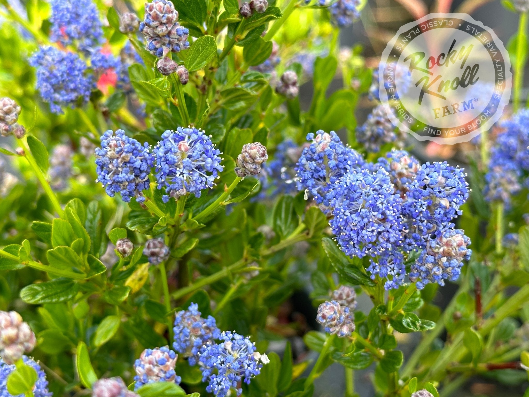 Ceanothus 'Victoria' (California Lilac) - Rocky Knoll Farm