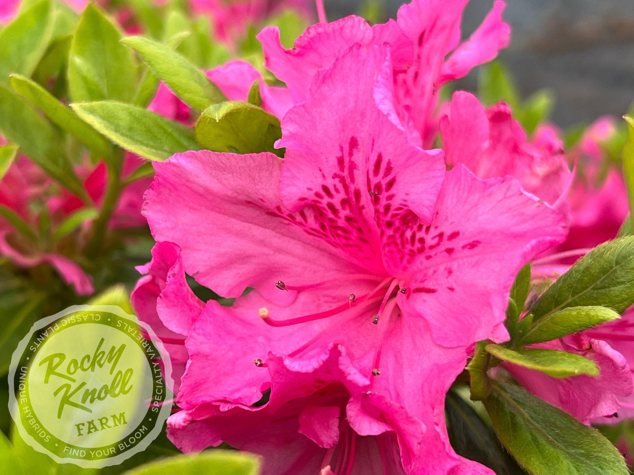 Cayuga - Rocky Knoll Farm