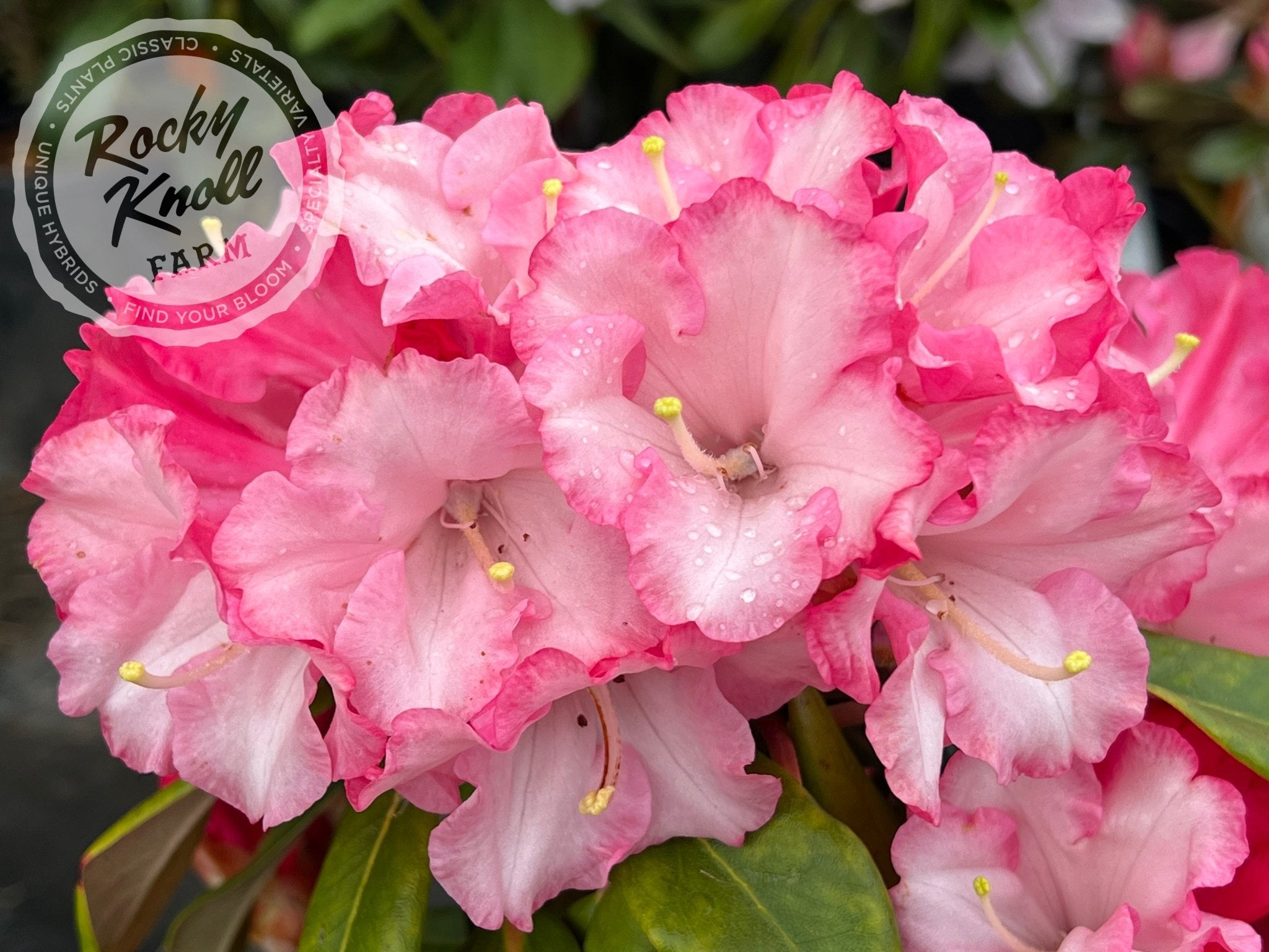 Pink Pinwheels - Rocky Knoll Farm