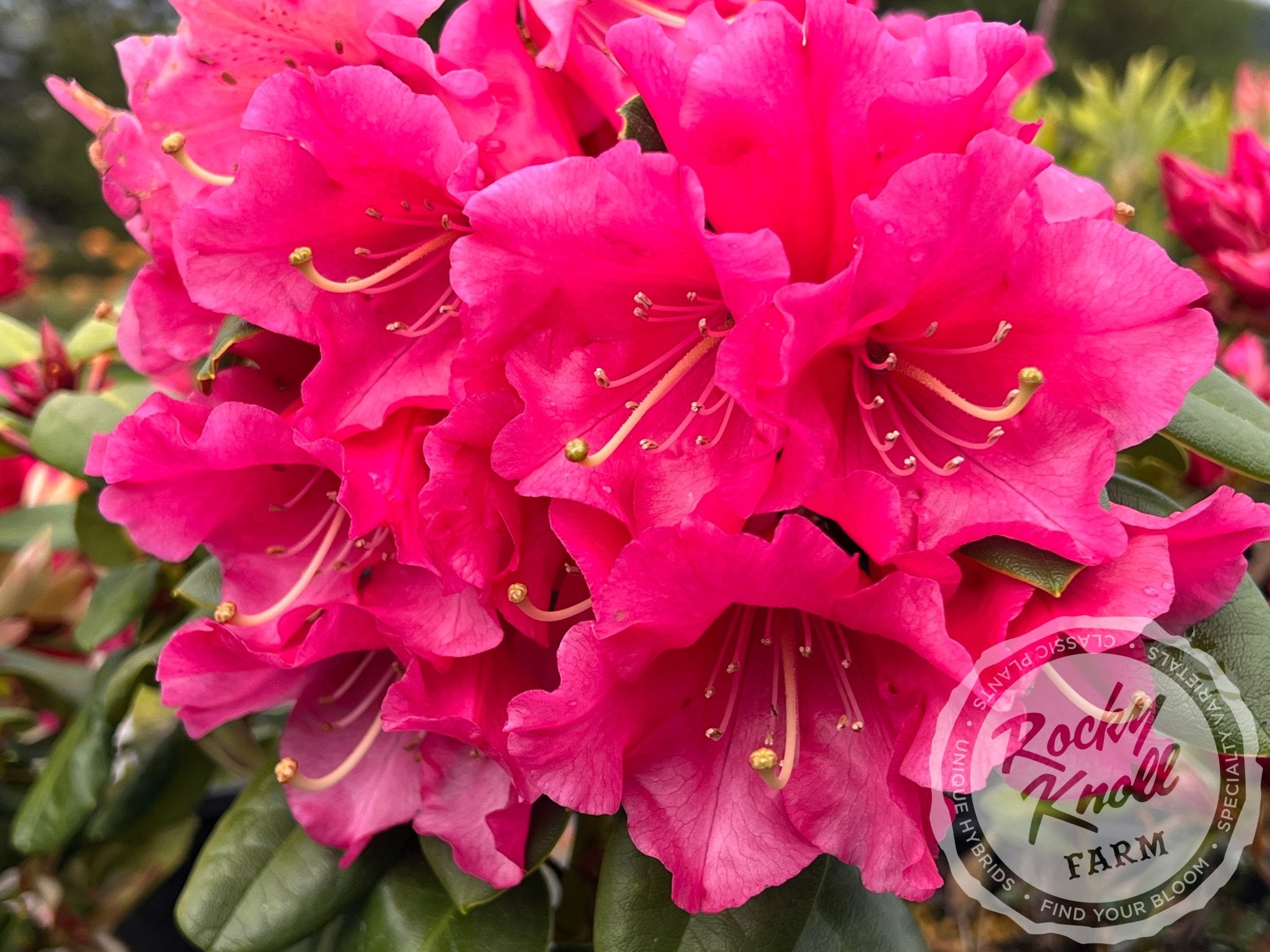 April Glow - Rocky Knoll Farm