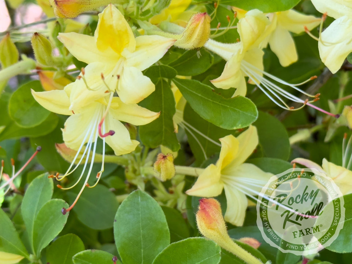Weston's Lemon Drop - Rocky Knoll Farm