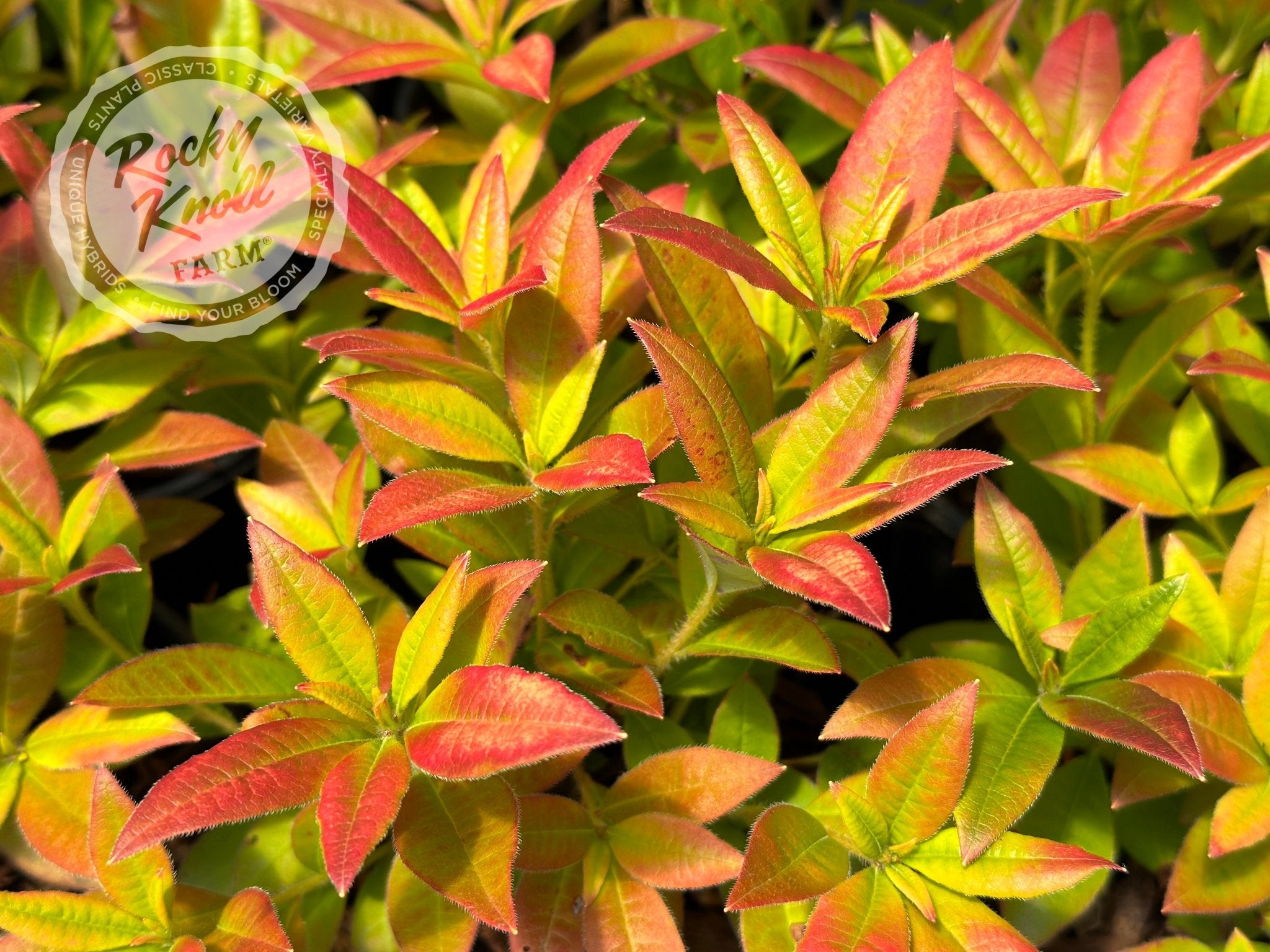 Arneson Ruby - Rocky Knoll Farm